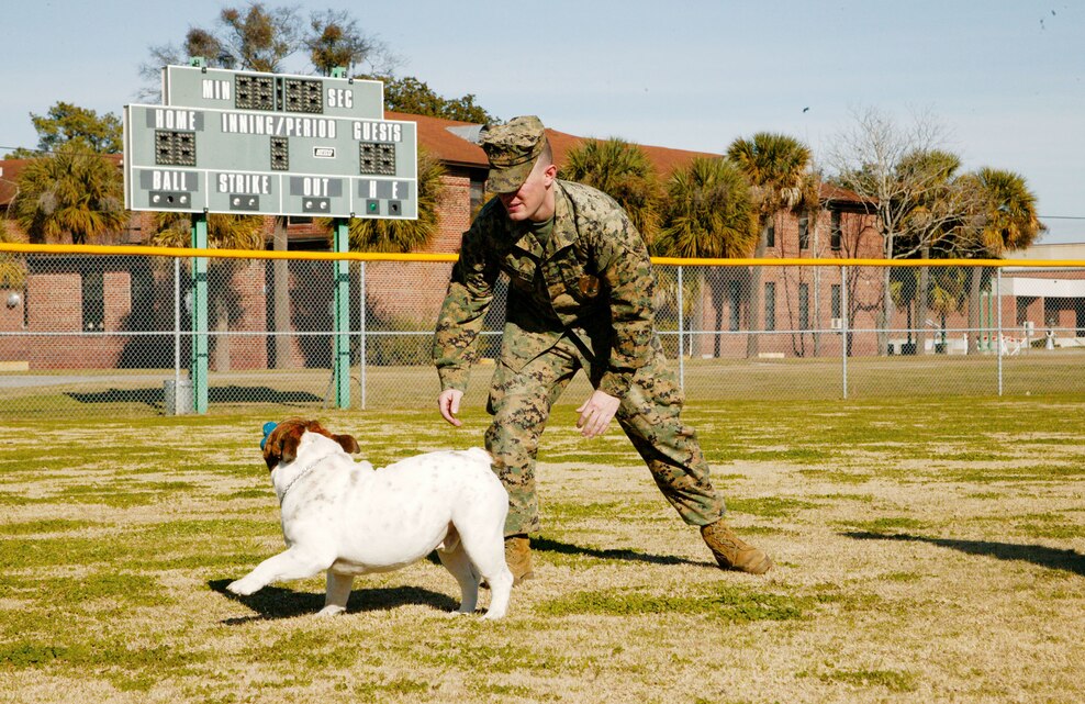 Depot dog digs discipline drills > Marine Corps Training and Education ...