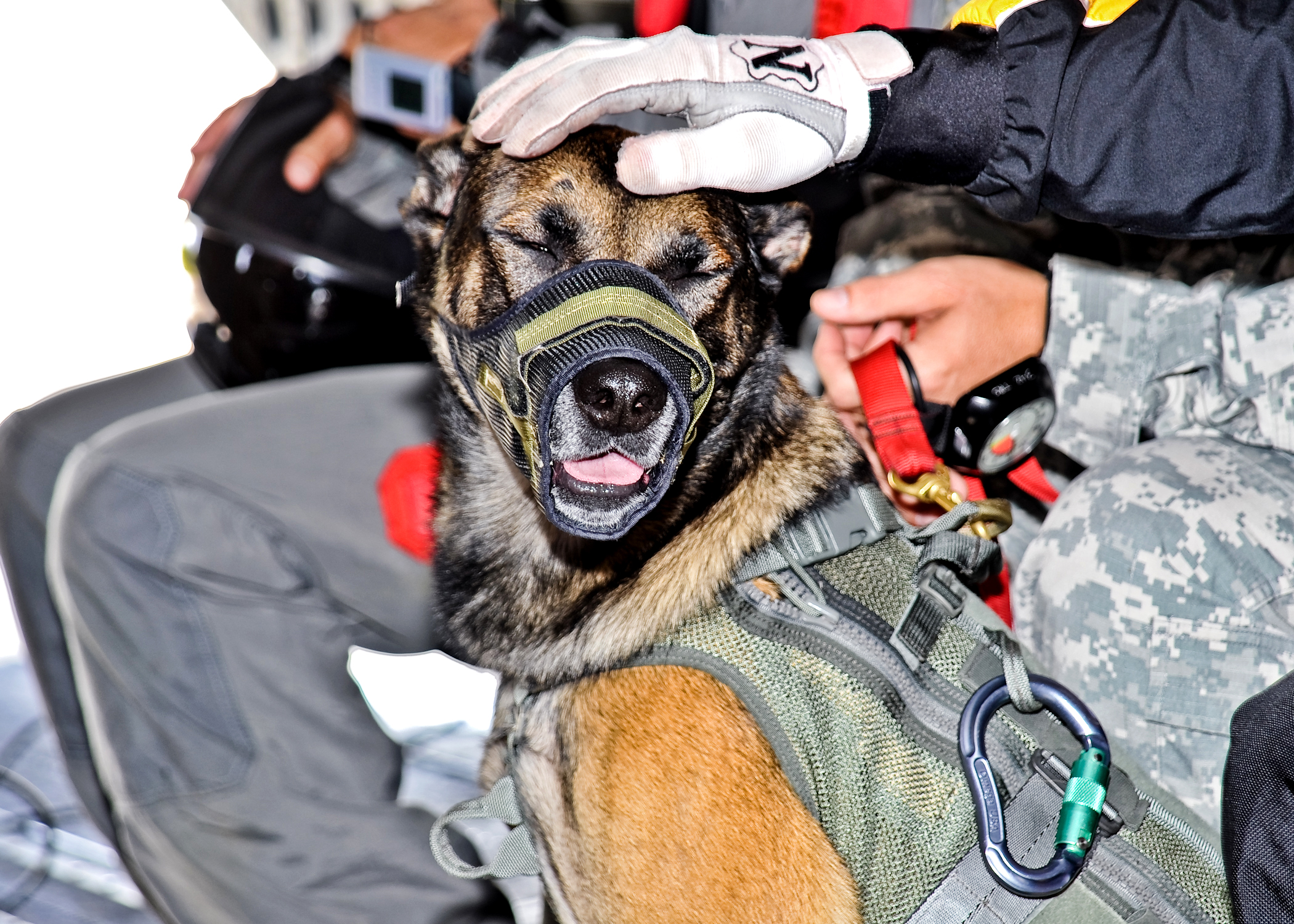 Military Dog Airborne U.S. Army Specialist & His Bomb Sniffing Dog