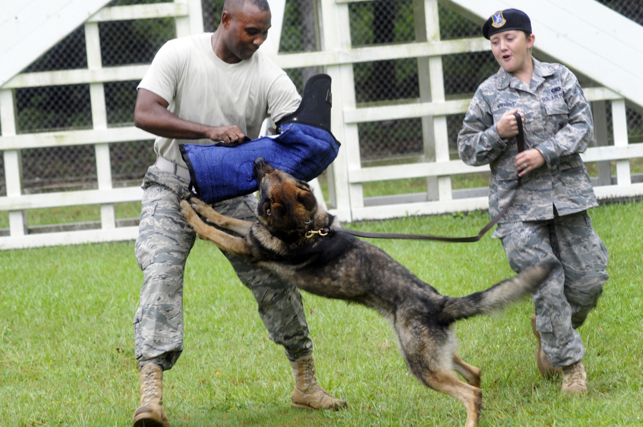 Robins’ military working dogs vital part of the security team at home ...