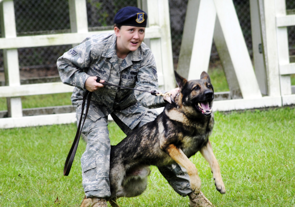 Robins’ military working dogs vital part of the security team at home ...