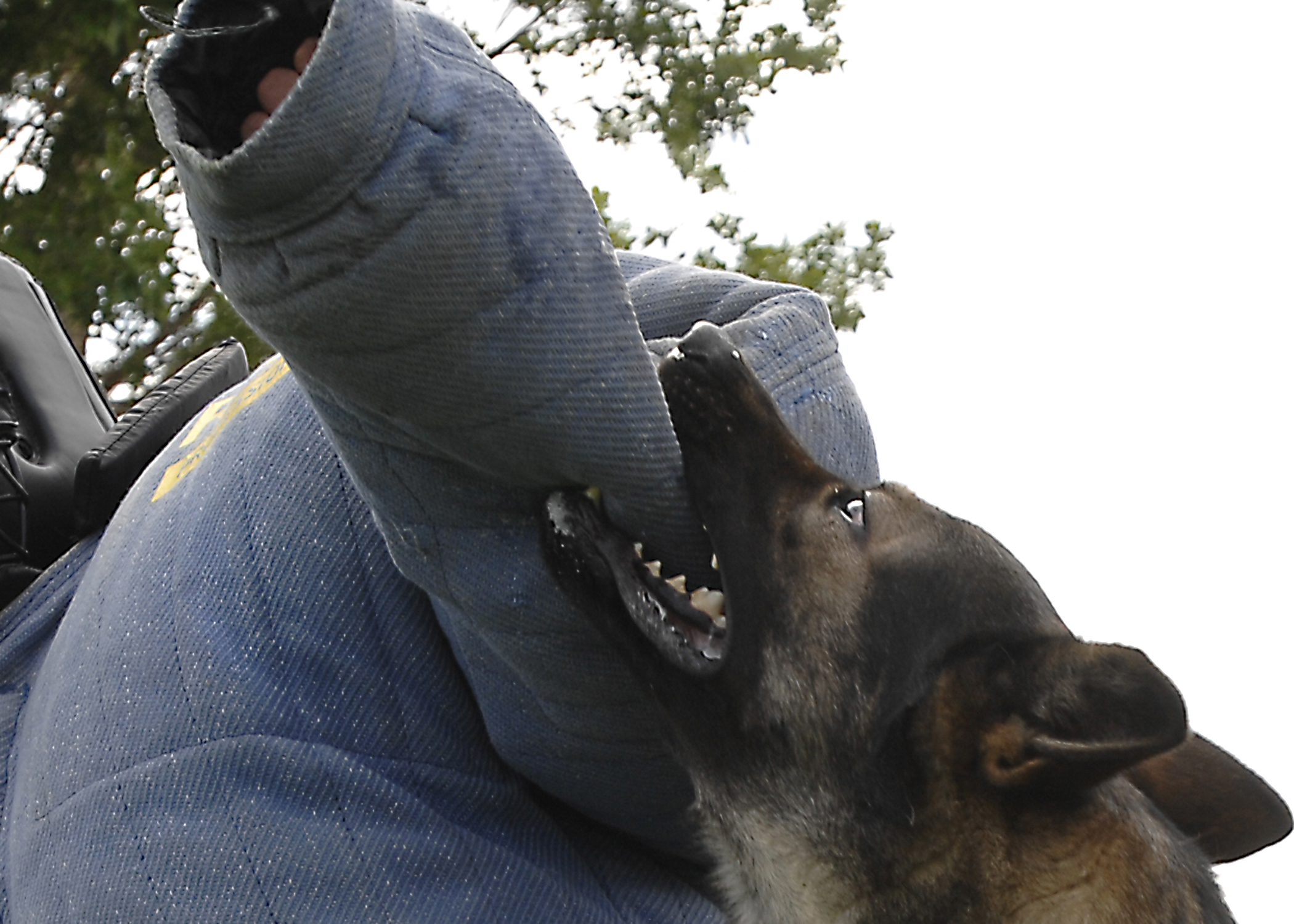 K9 goes from Air Force blue to couch brown > Air Force Special ...