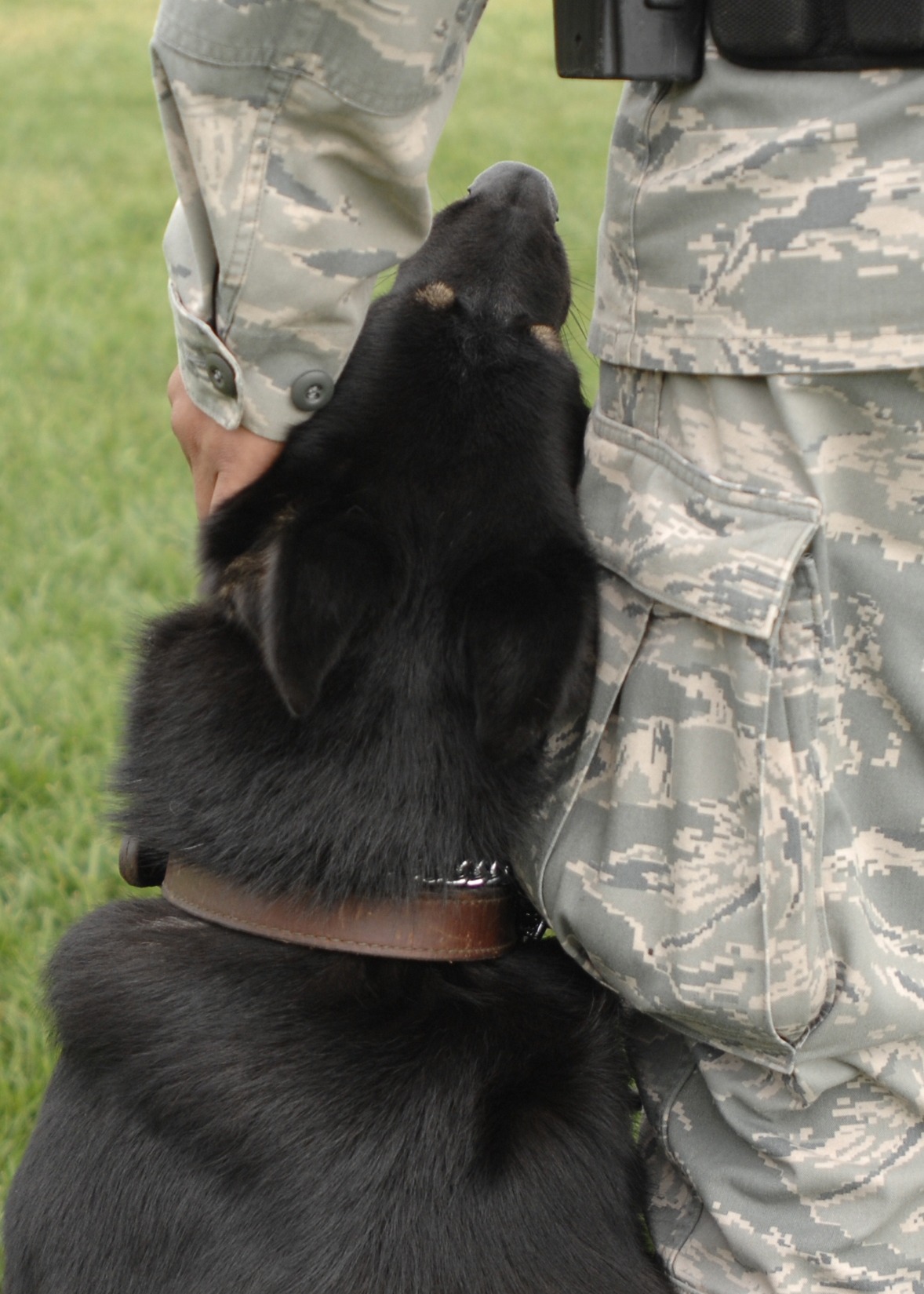 K9 goes from Air Force blue to couch brown > Air Force Special ...