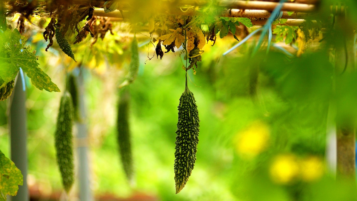 Tacit farmers return to their roots at air base > Air Force > Article ...