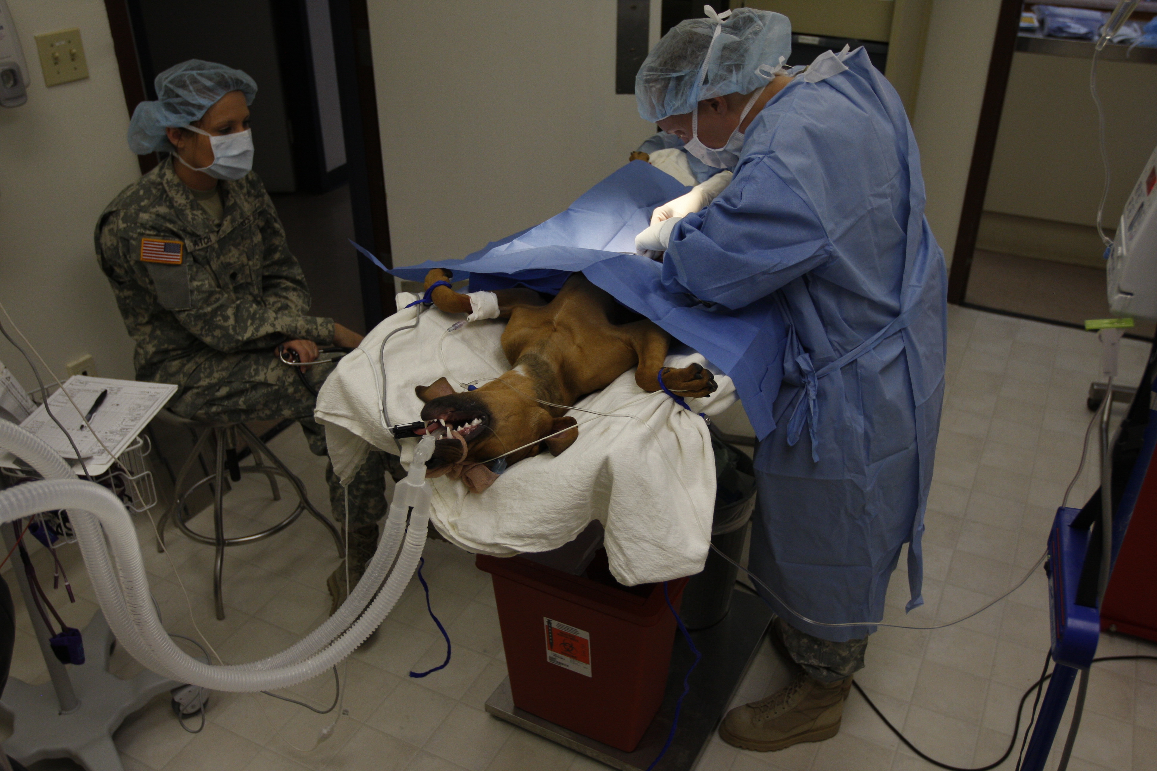 'Doggie doctors' keeps paws on ground > United States Marine Corps ...