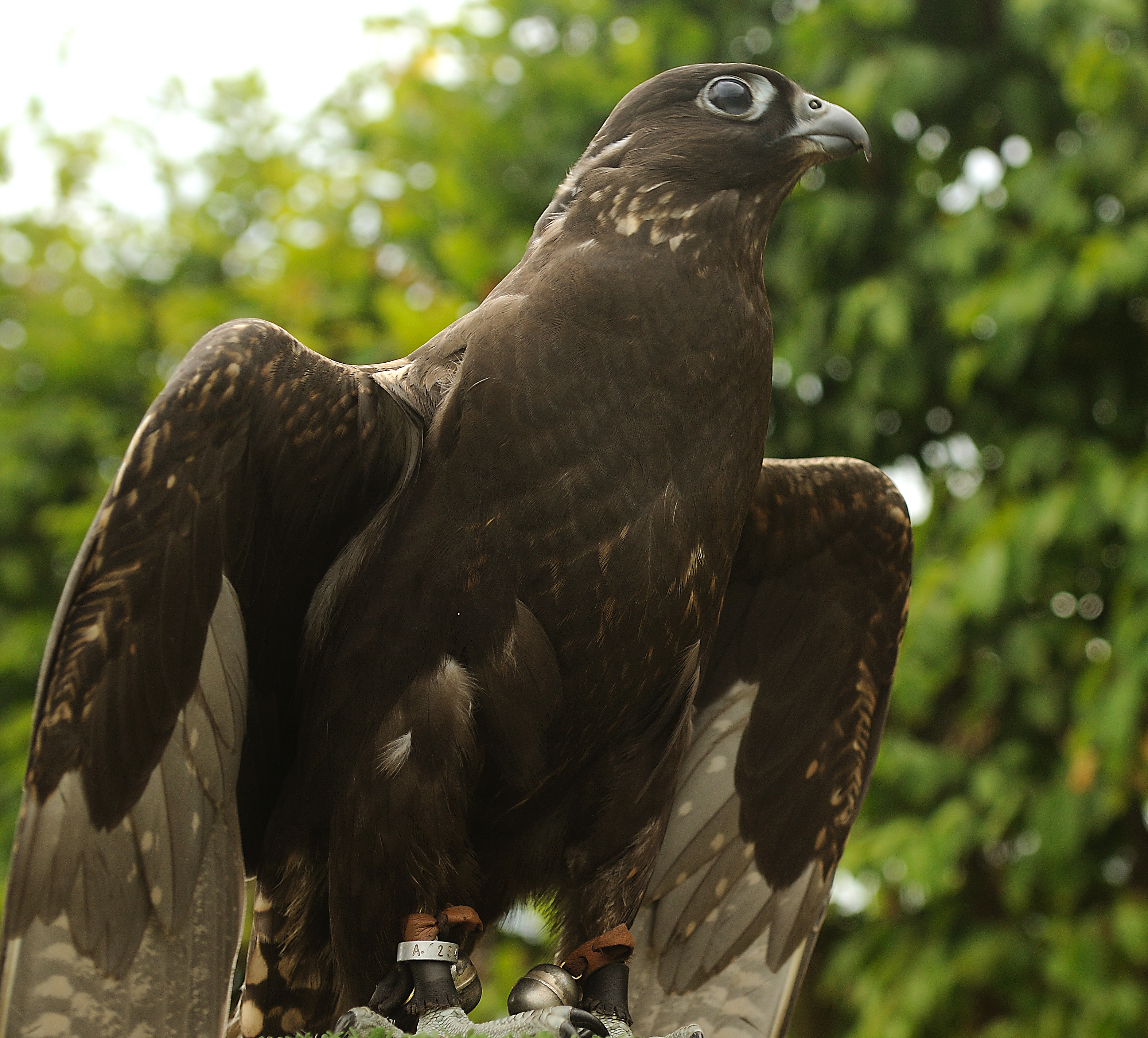 saker falcon predators