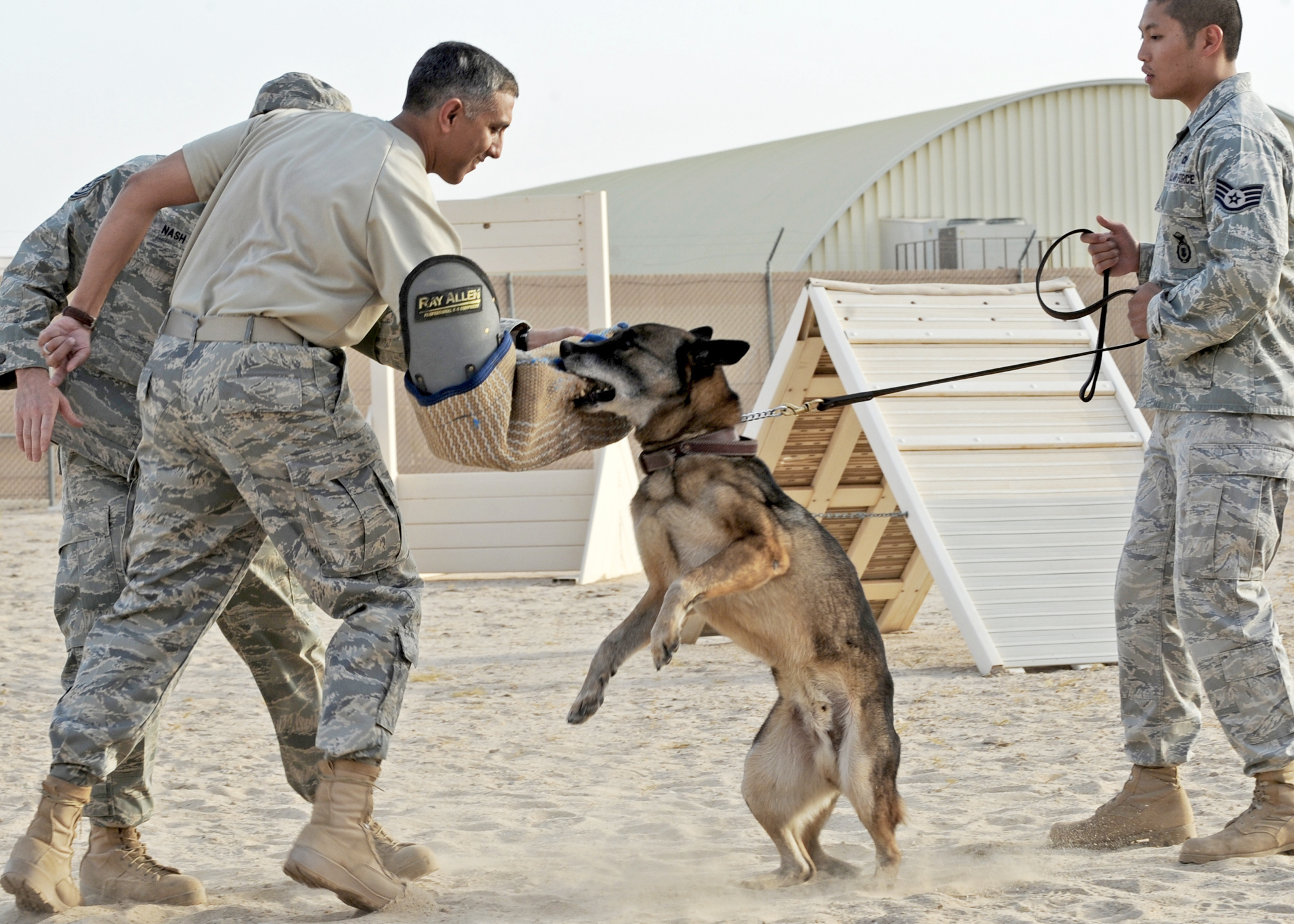 Military working dogs defend 386th Air Expeditionary Wing > Air Force ...