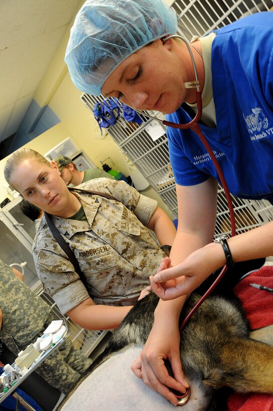 Kadena vet clinic keeps military working dogs in top shape