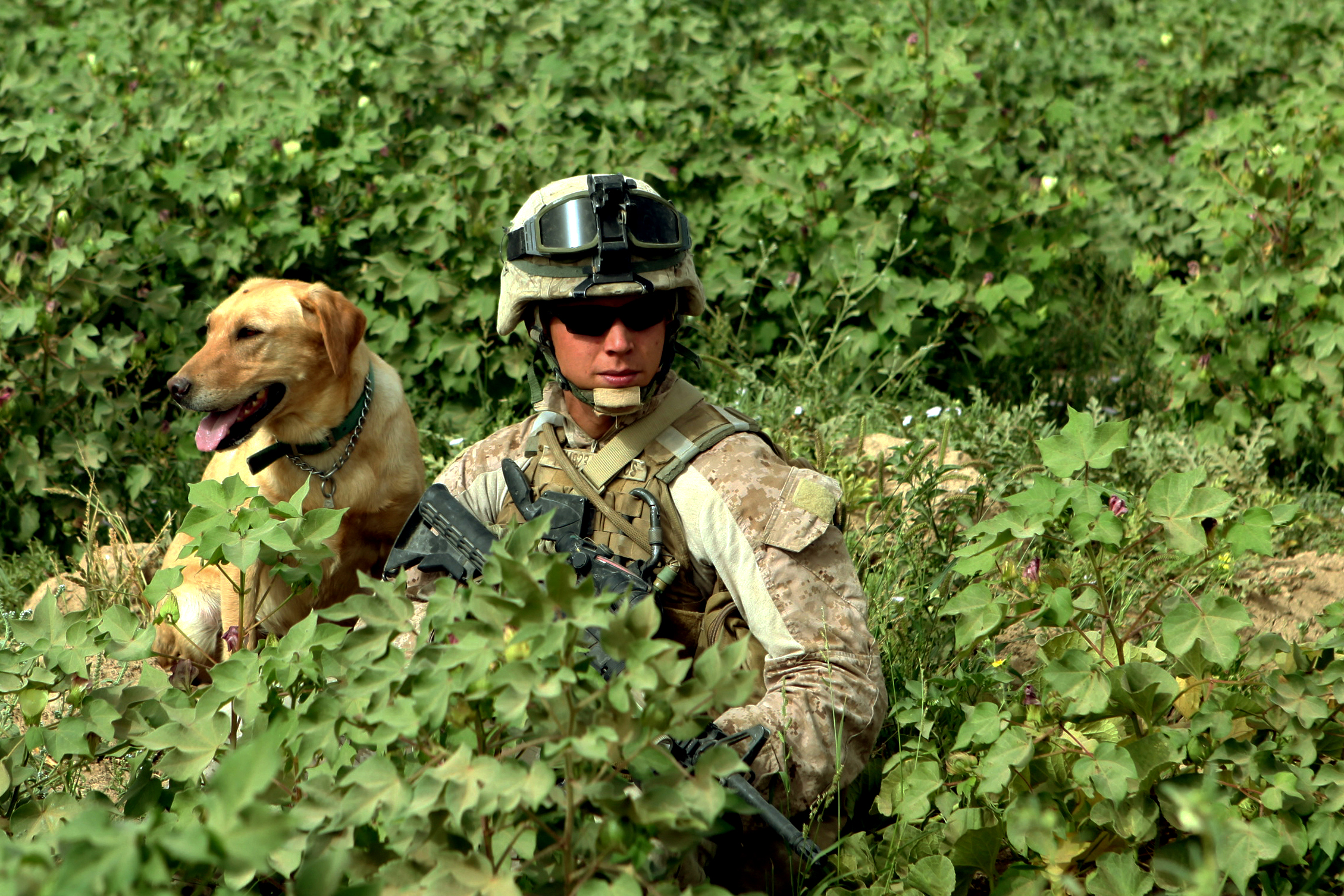 U.S. Marine Corps Lance Cpl Tyler Hoffman and his military working dog ...
