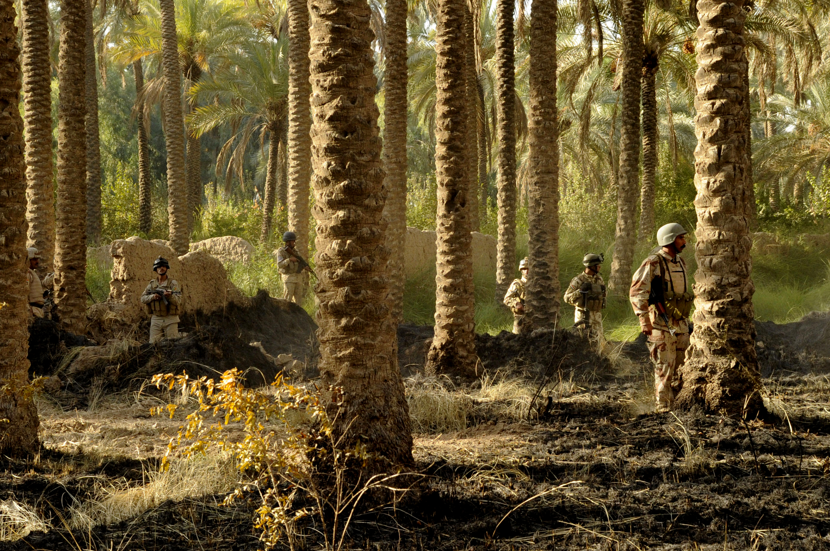 U.S. Army and Iraqi soldiers maneuver through a palm grove in pursuit ...