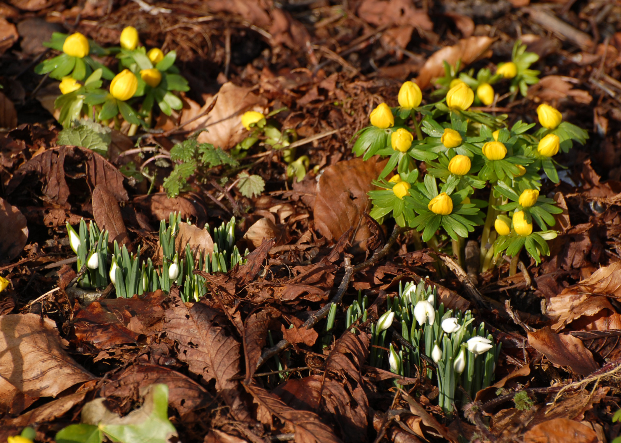 Wakelam's Wildlife: Snowdrops, harbingers of spring > Royal Air Force ...