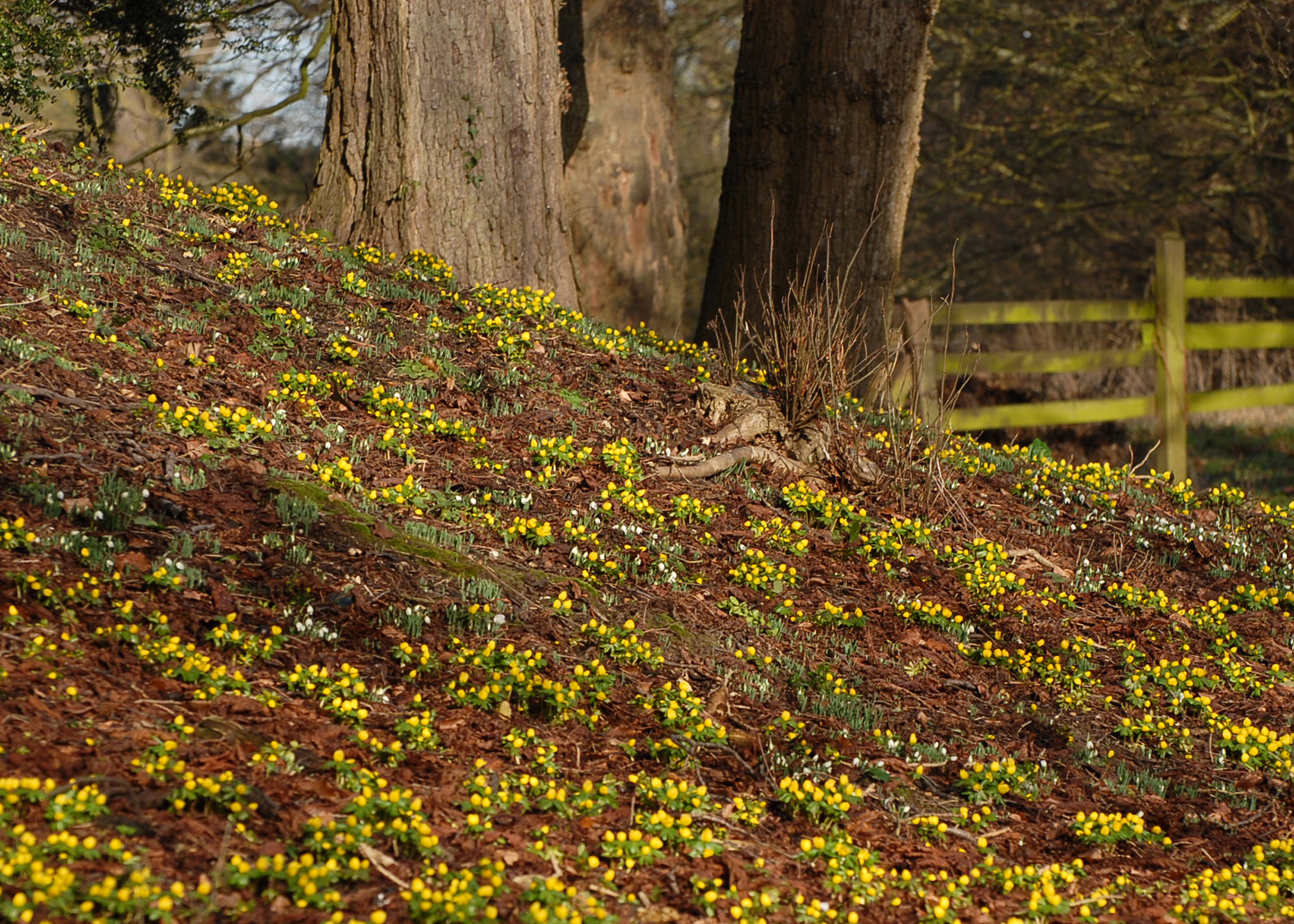 Wakelam's Wildlife: Snowdrops, harbingers of spring > Royal Air Force ...