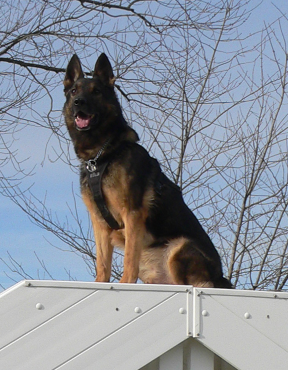Military working dog teams protect Joint Base McGuire-Dix-Lakehurst ...