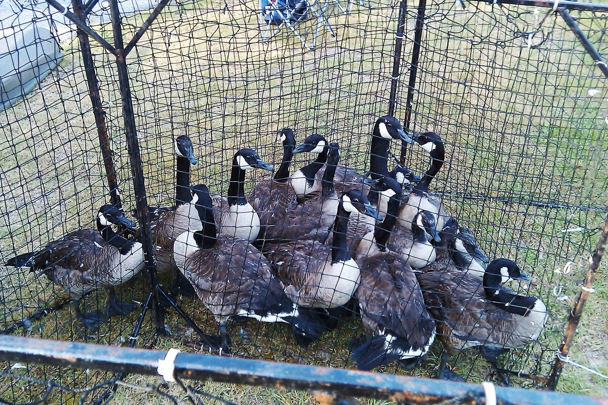 Geese removal vital to aircraft safety > Robins Air Force Base ...