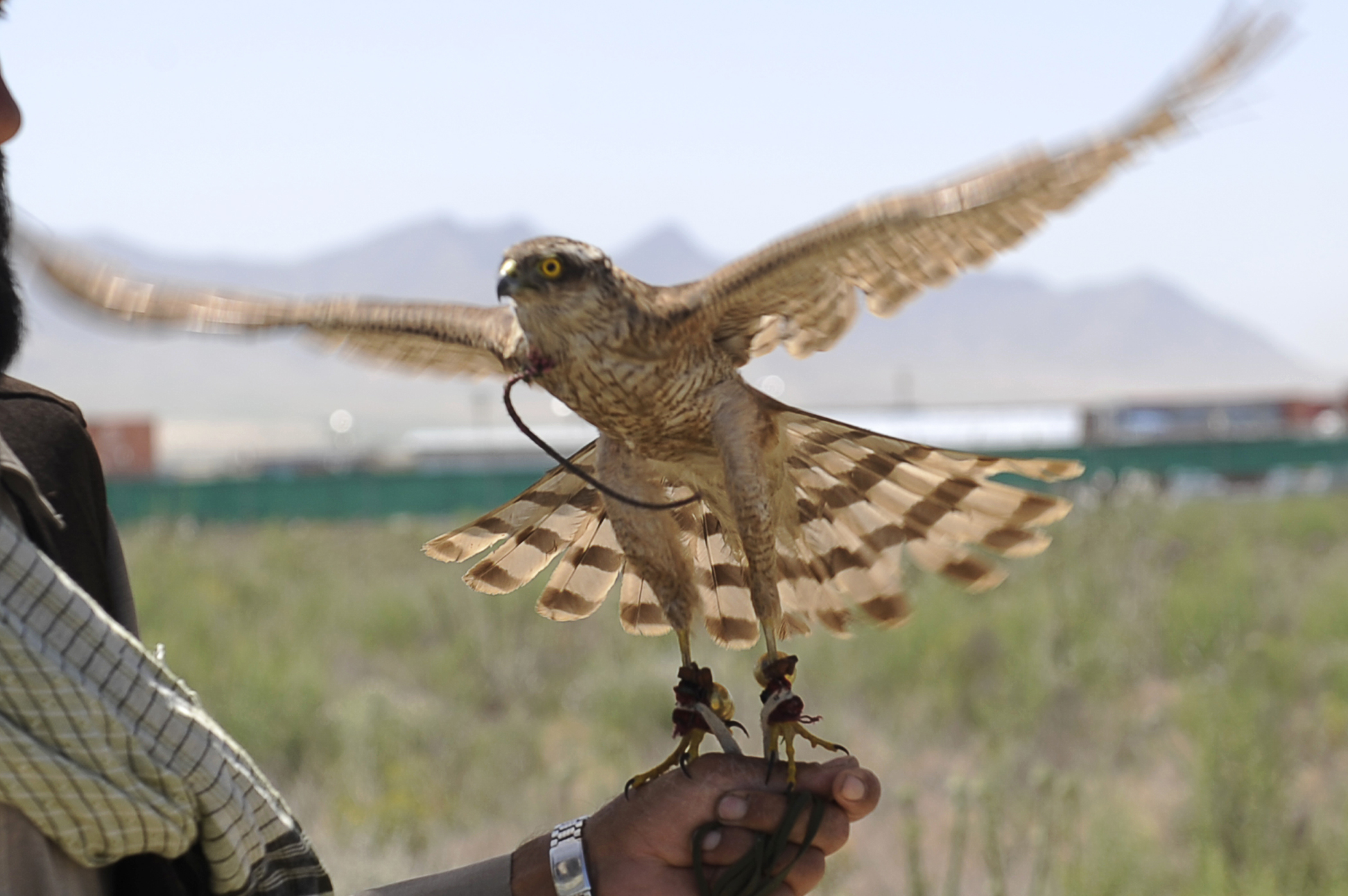 Afghan falconers and Airmen keep airfield safe