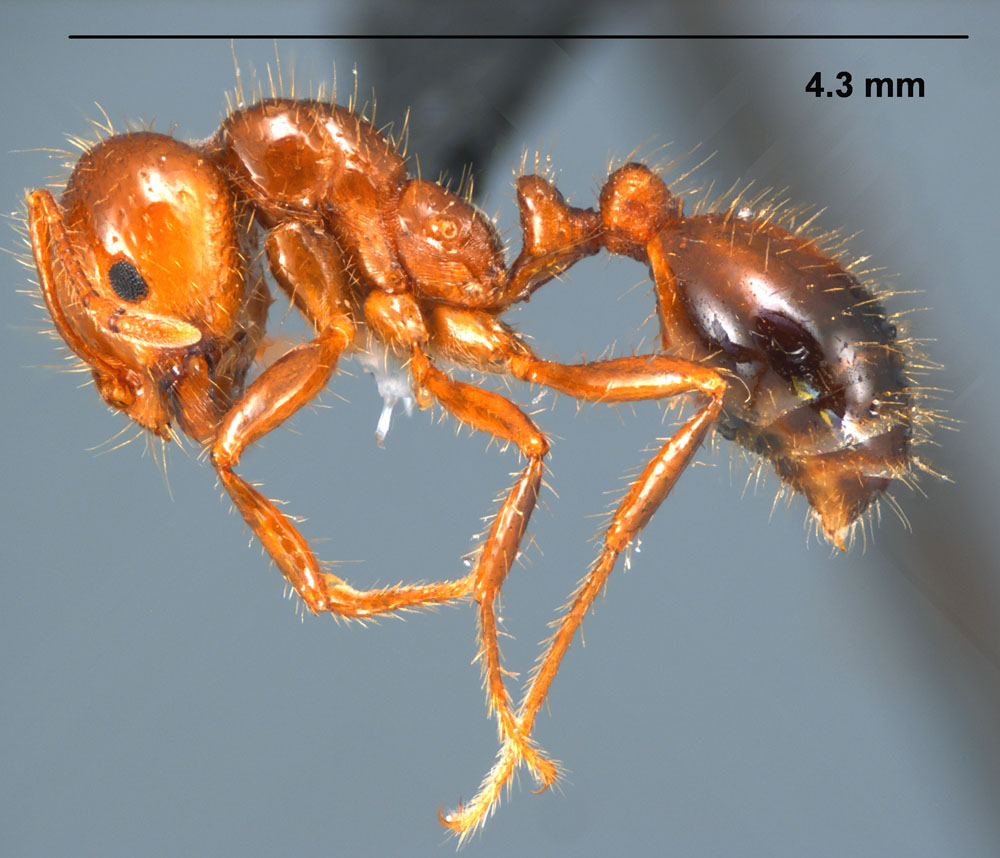 Team uses parasitic flies to control fire ants on base > Little Rock ...