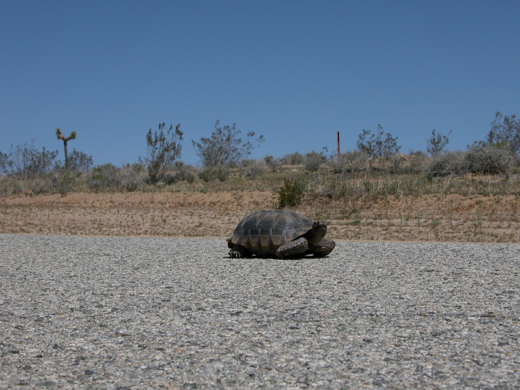New guidance - stop and help desert tortoises cross road if safe to do ...