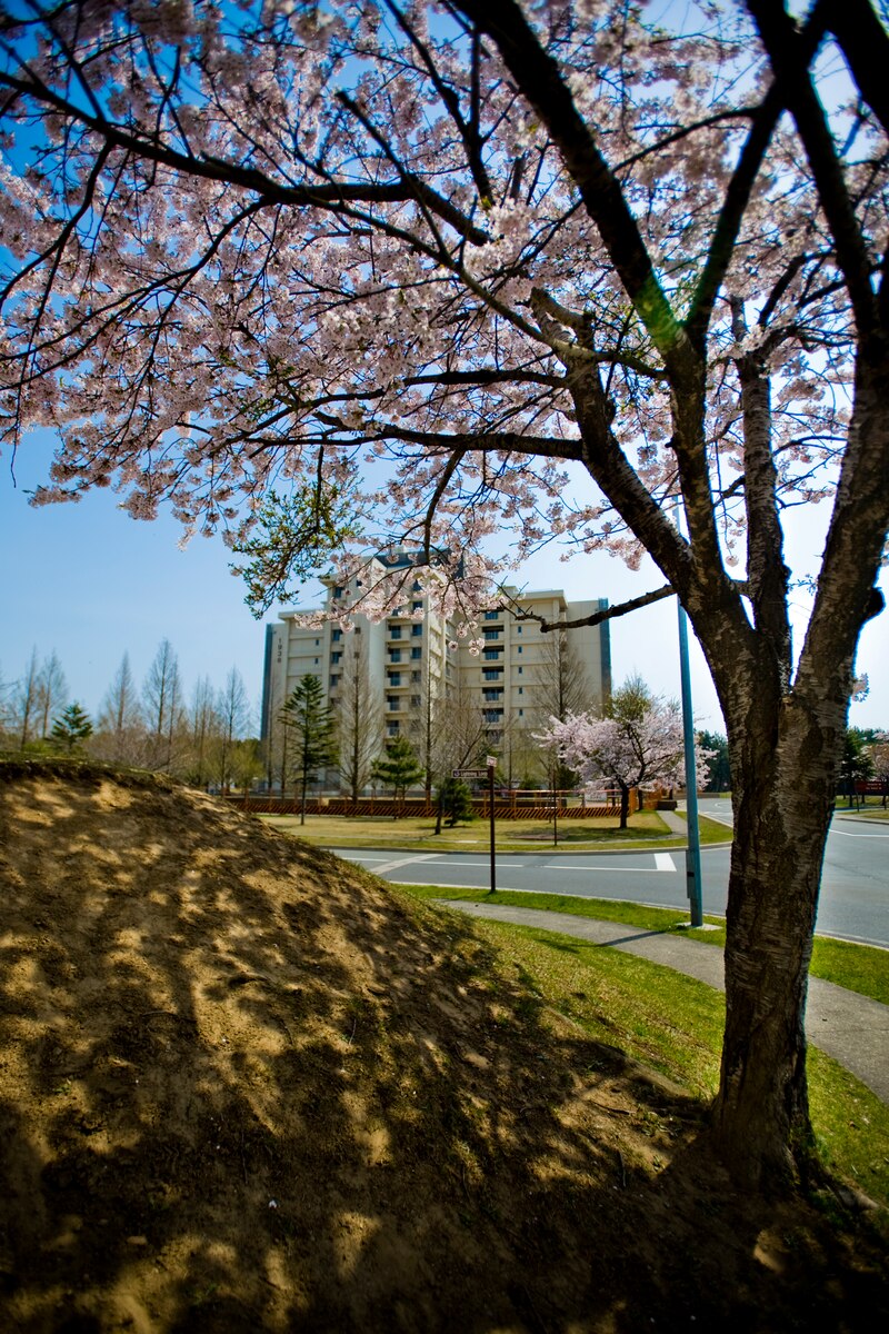 Cherry blossoms in bloom around Misawa > Misawa Air Base > Article Display