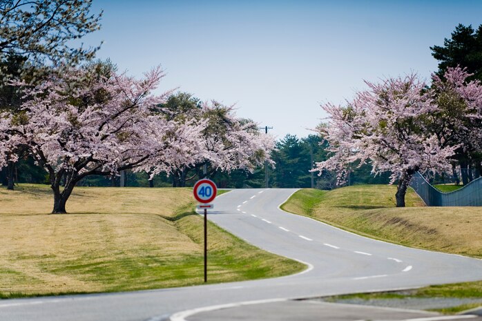 Cherry blossoms in bloom around Misawa
