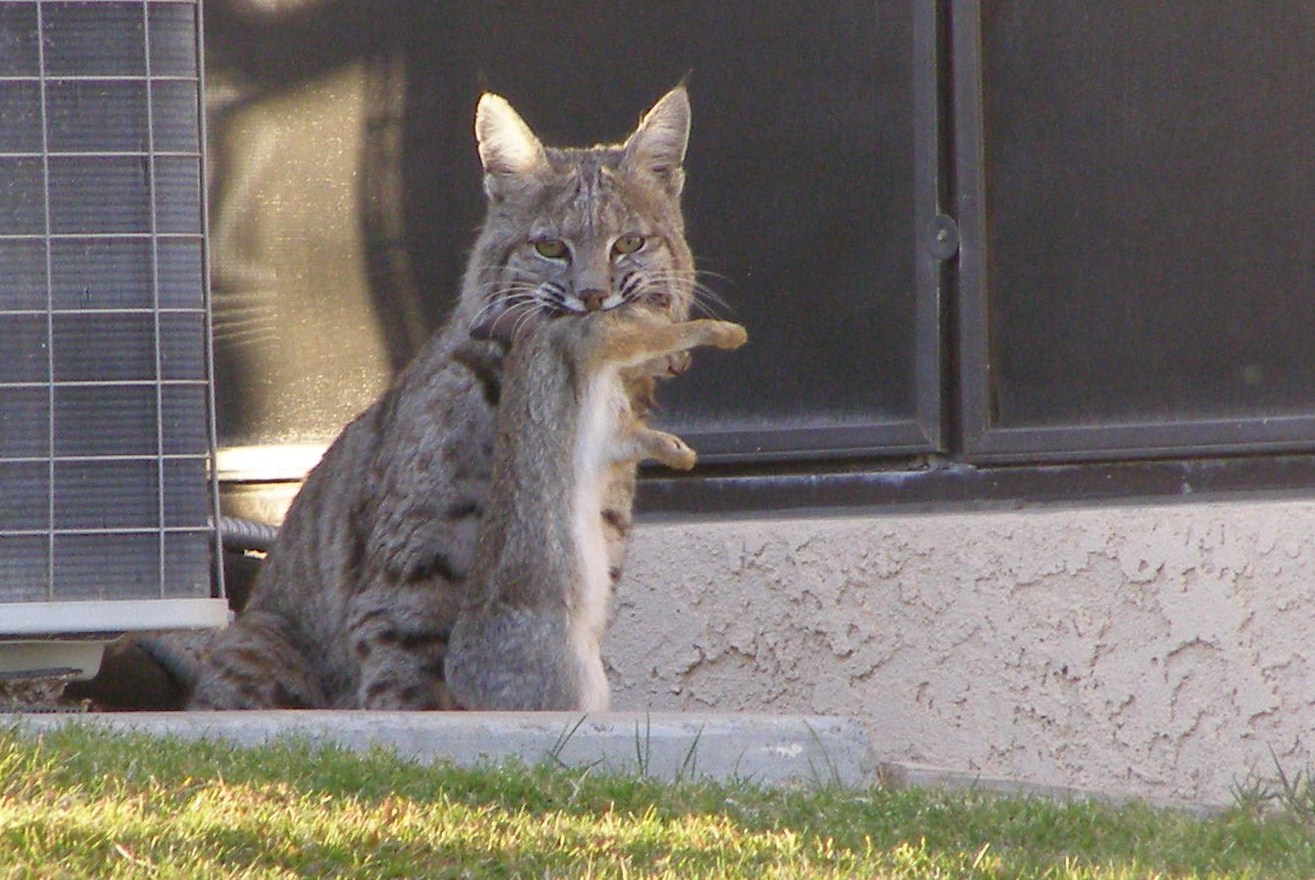 do bobcats have predators