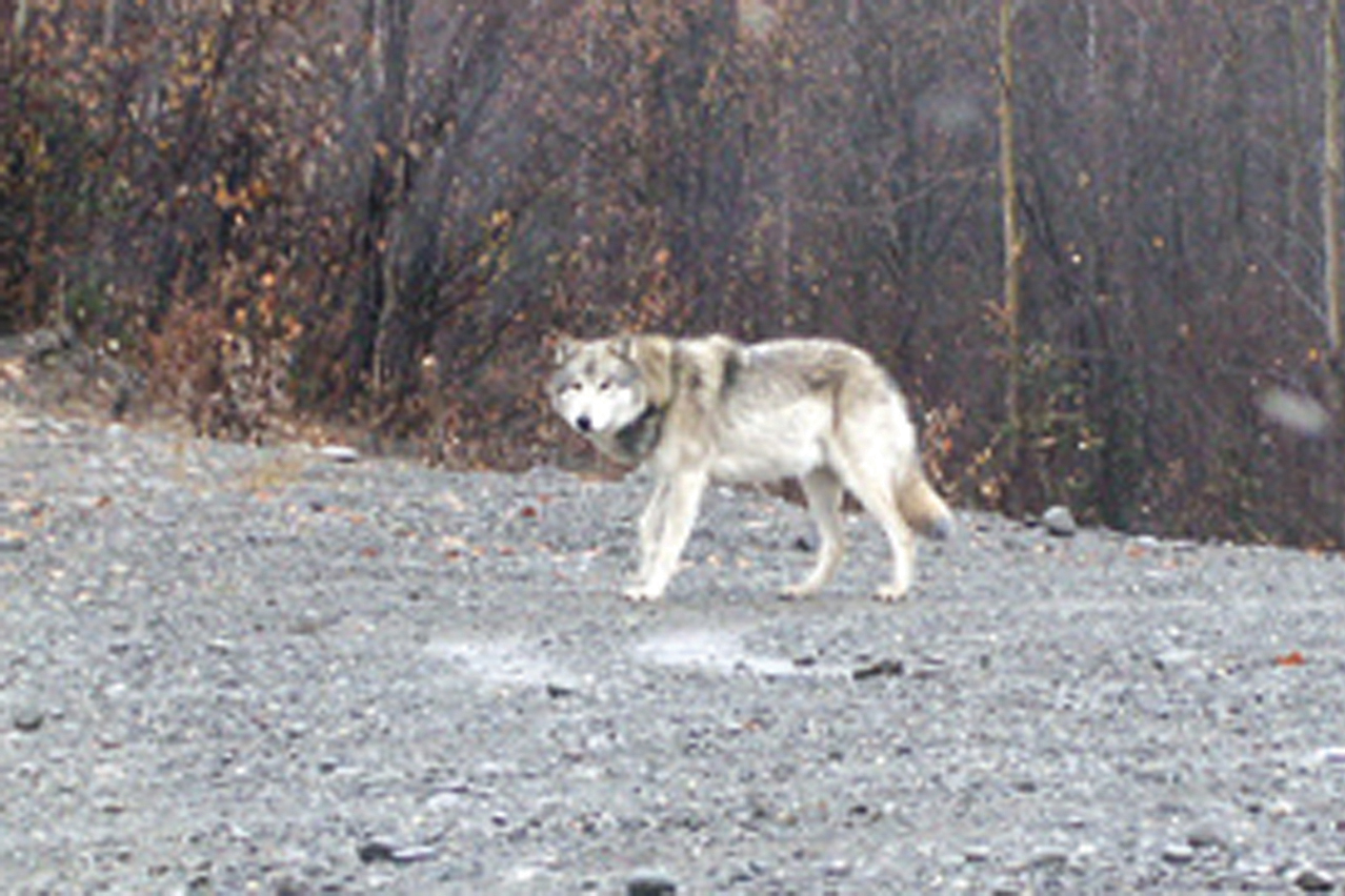 Wildlife agents encourage wolf precautions > Joint Base Elmendorf ...