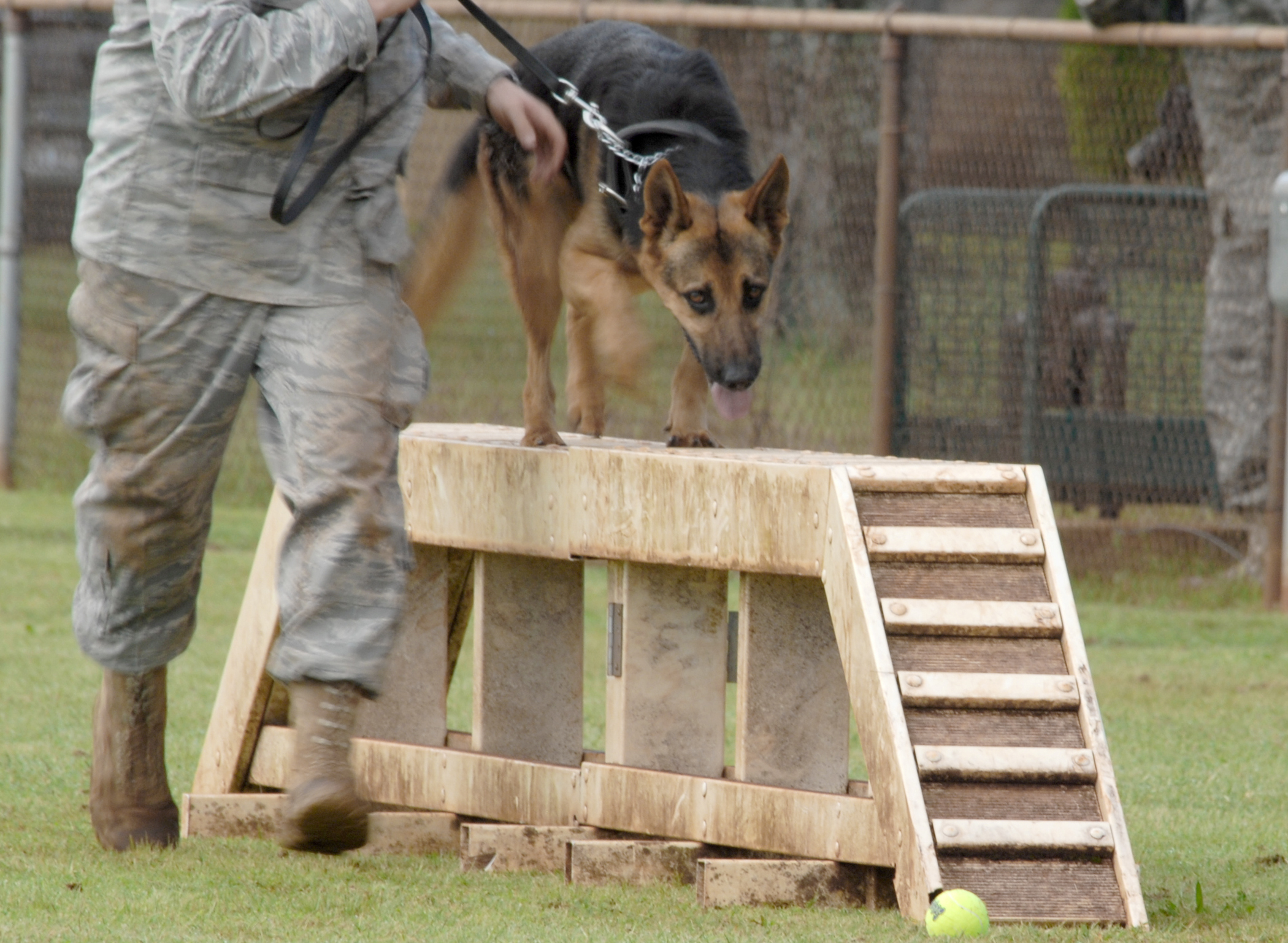 Photo essay: K-9s show off in Hawaii > Air Force > Article Display