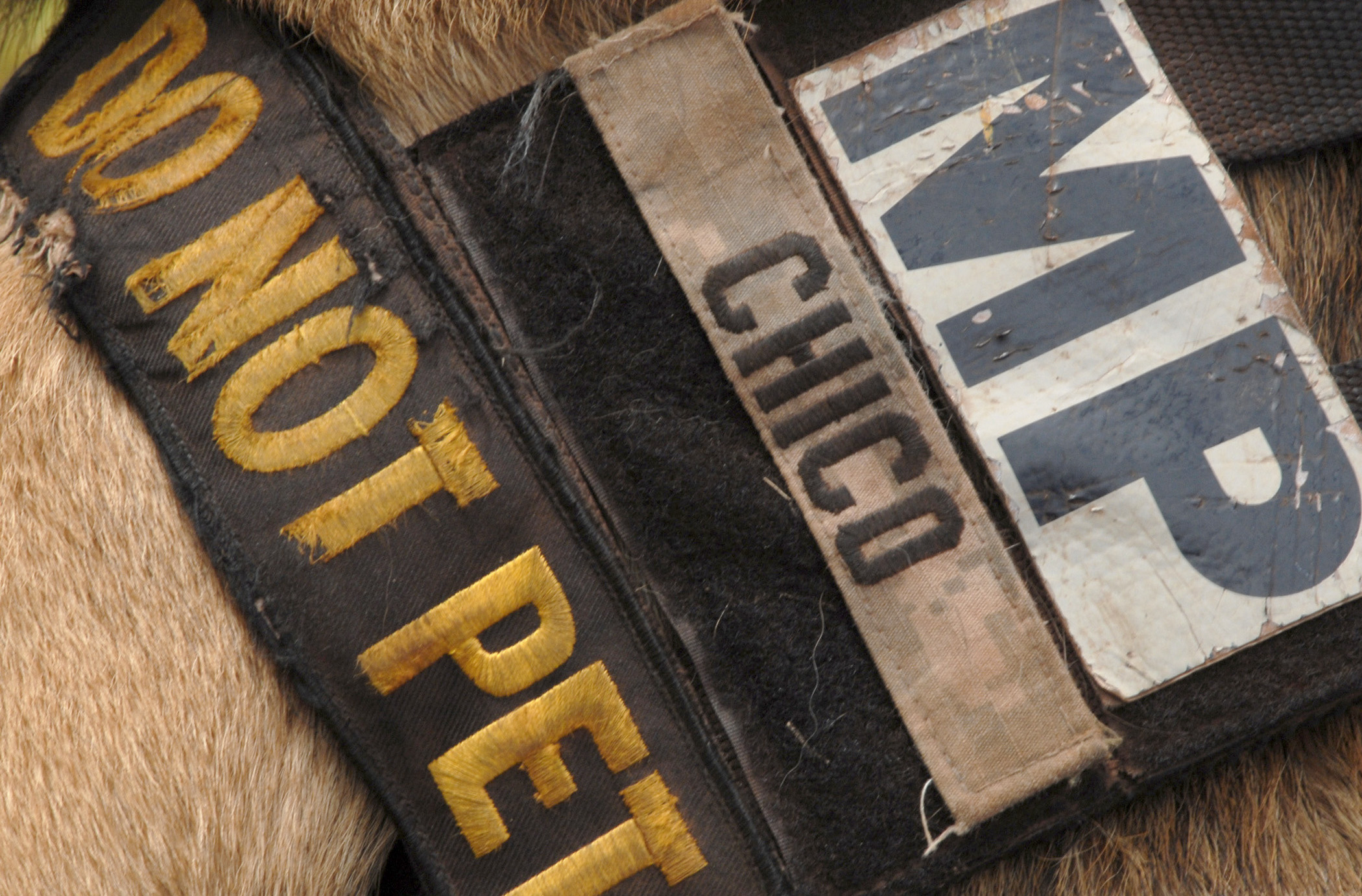 Working dog competition