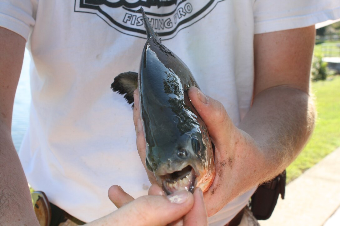 Something’s fishy: Pacu caught at base lake