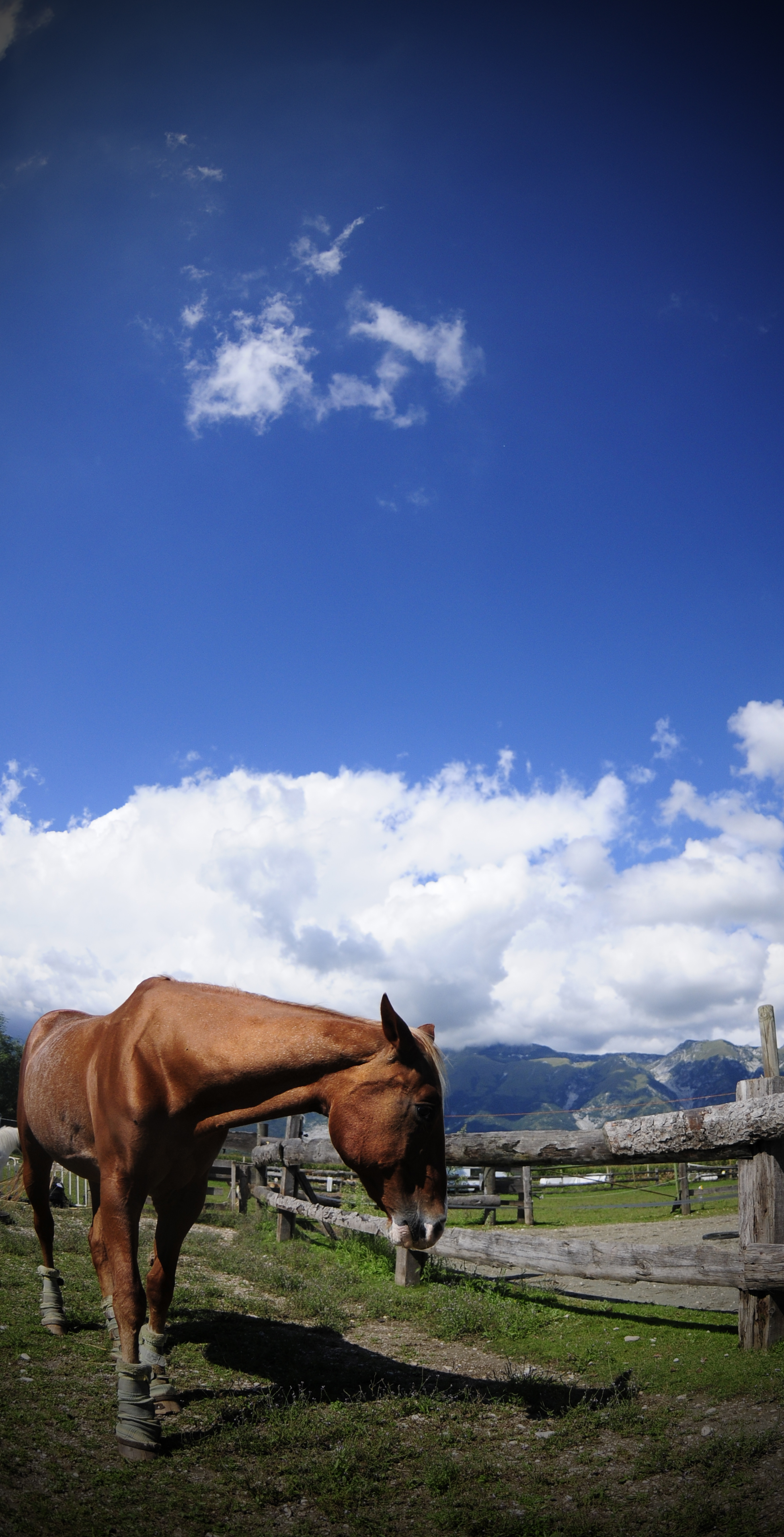 Spouses club sponsors local horse