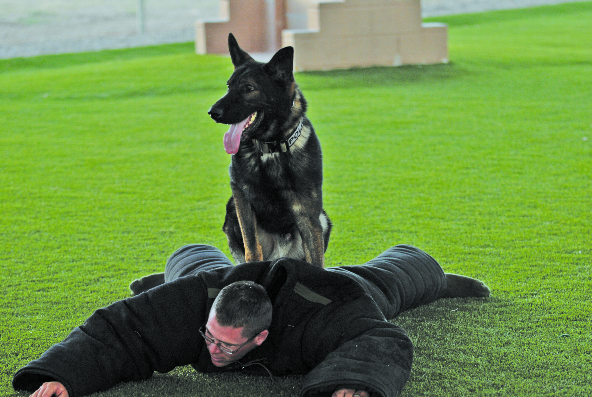 MWDs from BMT to retirement > 33rd Fighter Wing > Article Display