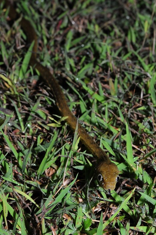 USDA keeps snakes off of planes, out of cargo > Andersen Air Force Base ...