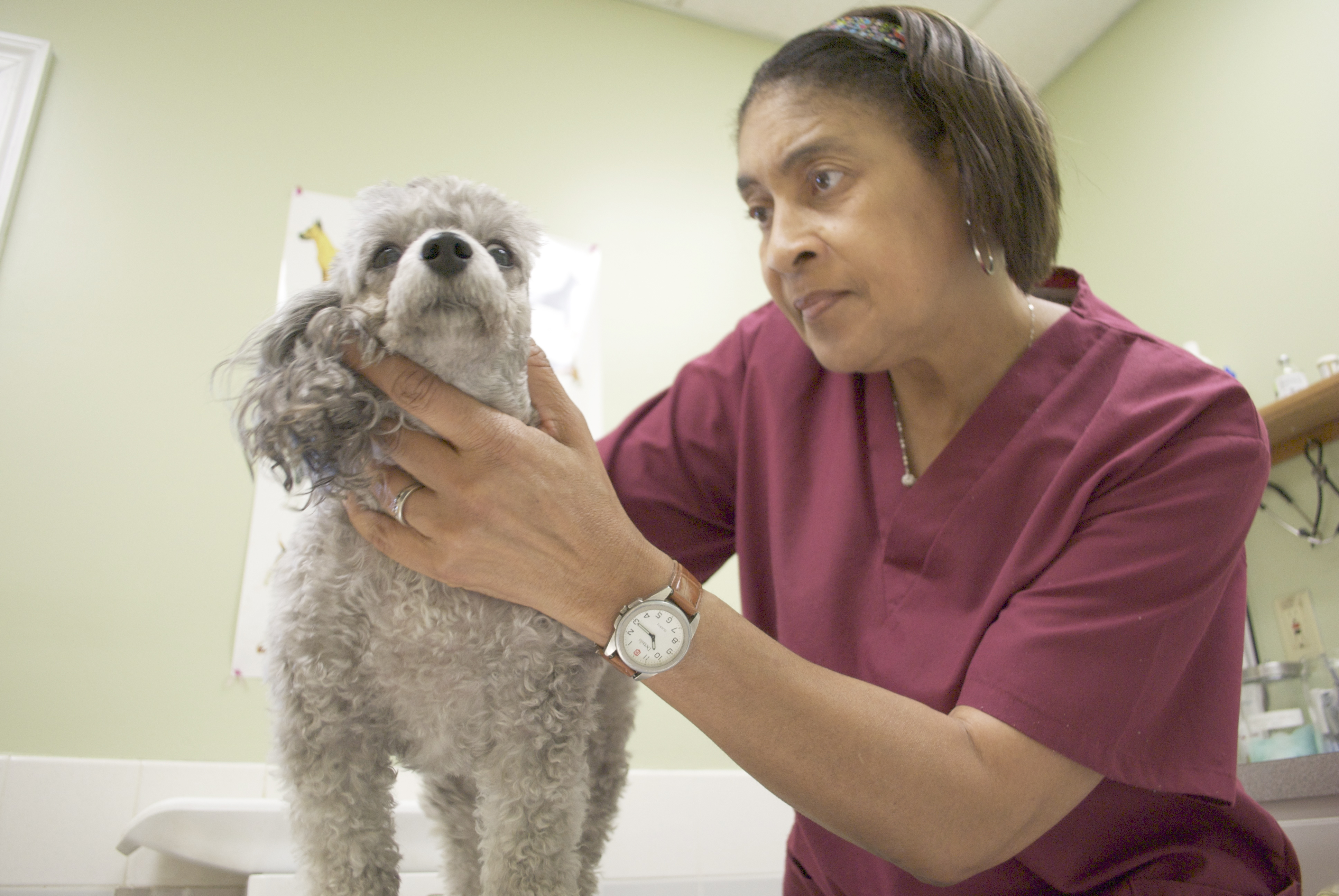 Veterinary team brings TLC to pets > Air University (AU) > Air ...