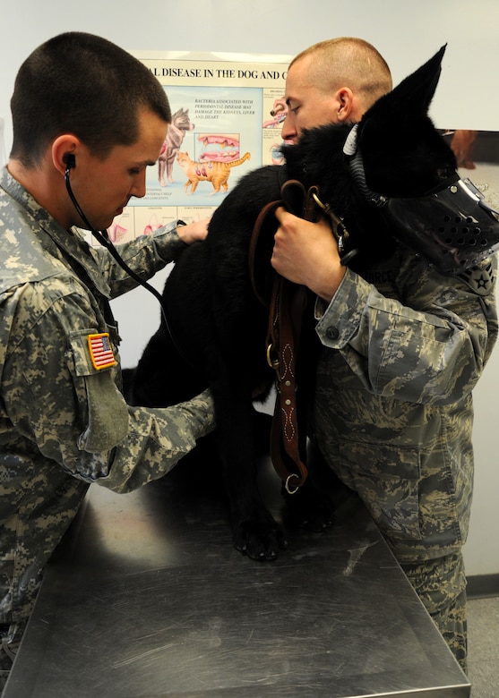 JBA Veterinary clinic cares for MWDs, your dog too > Joint Base Andrews ...
