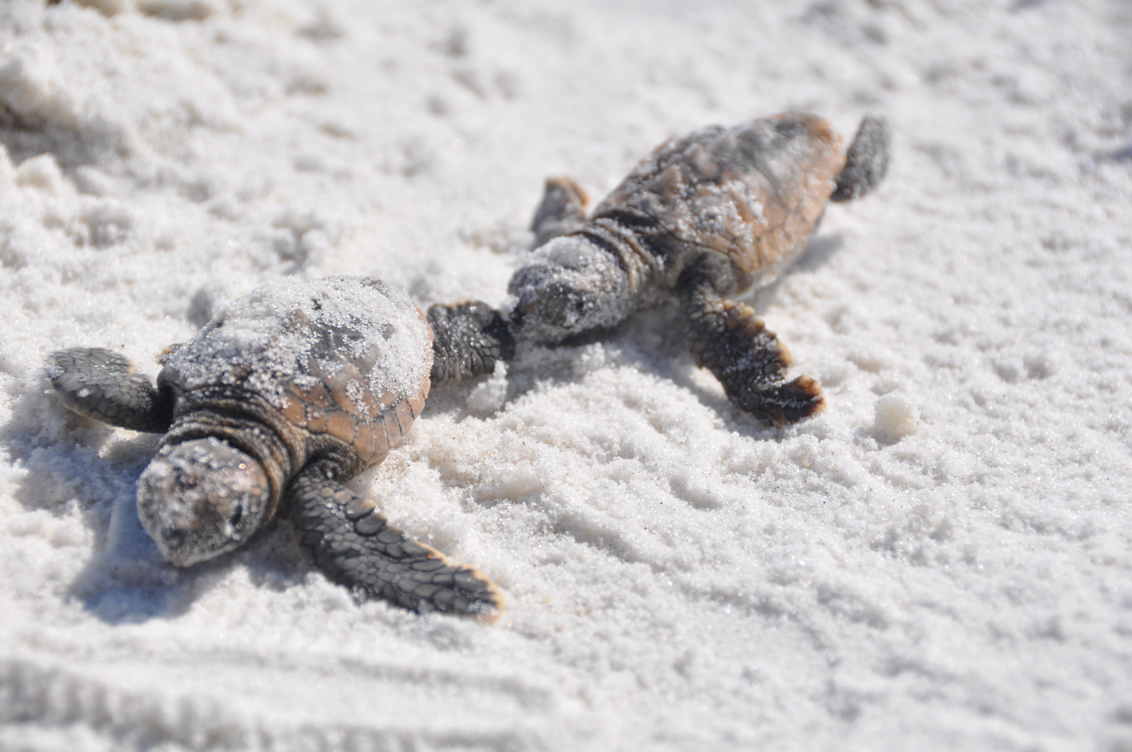 baby loggerhead turtle