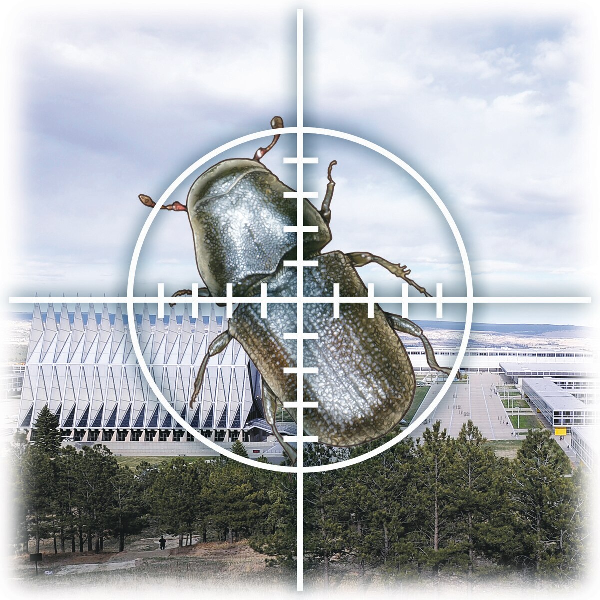 Foresters’ work to stave off beetle achieves ‘stunning success’ > U.S ...