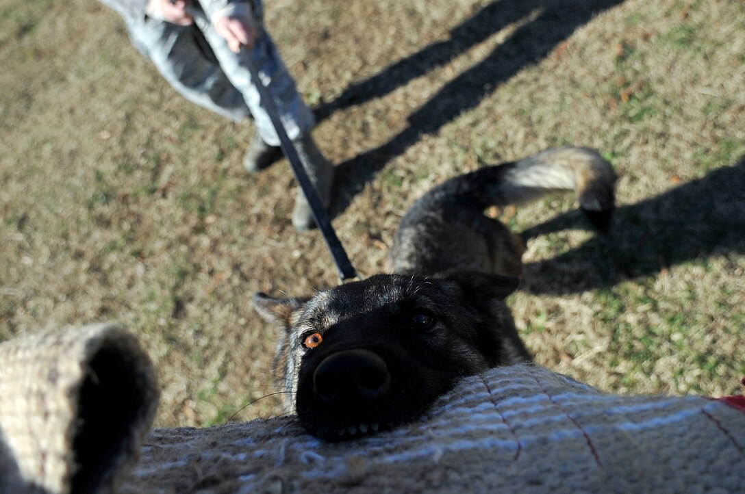 Andrews Military Working Dogs