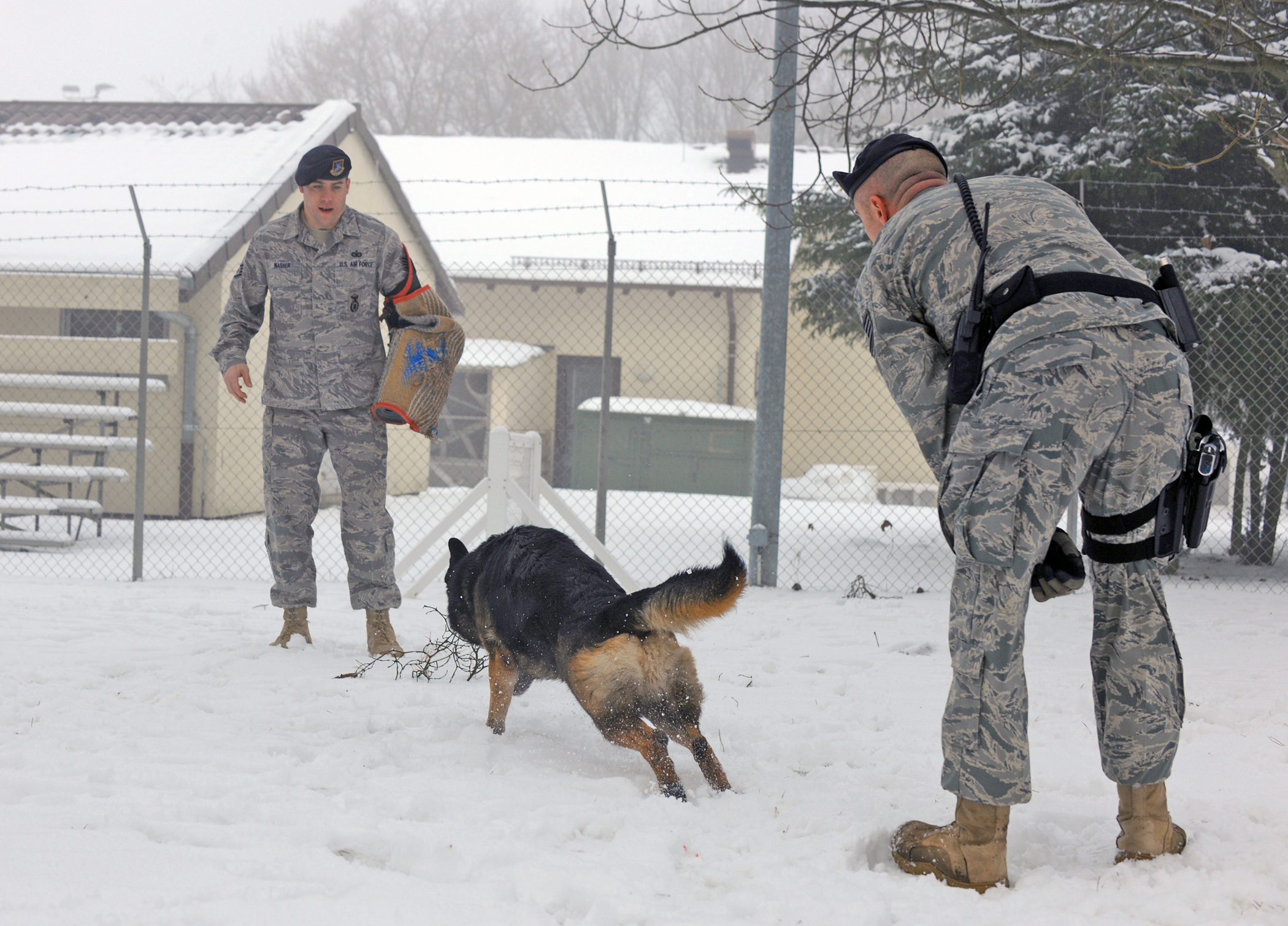 Wingmen: Airmen look after military working dogs > Air Force > Article ...