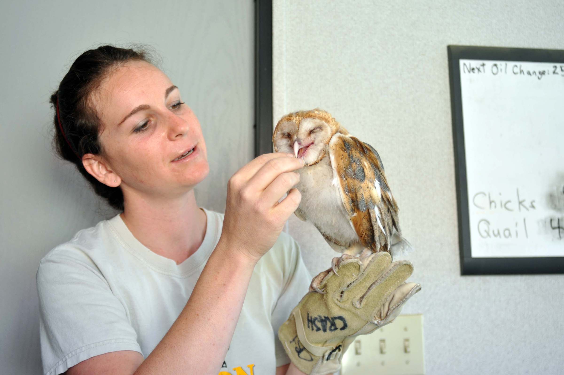 BARN OWL RESCUE