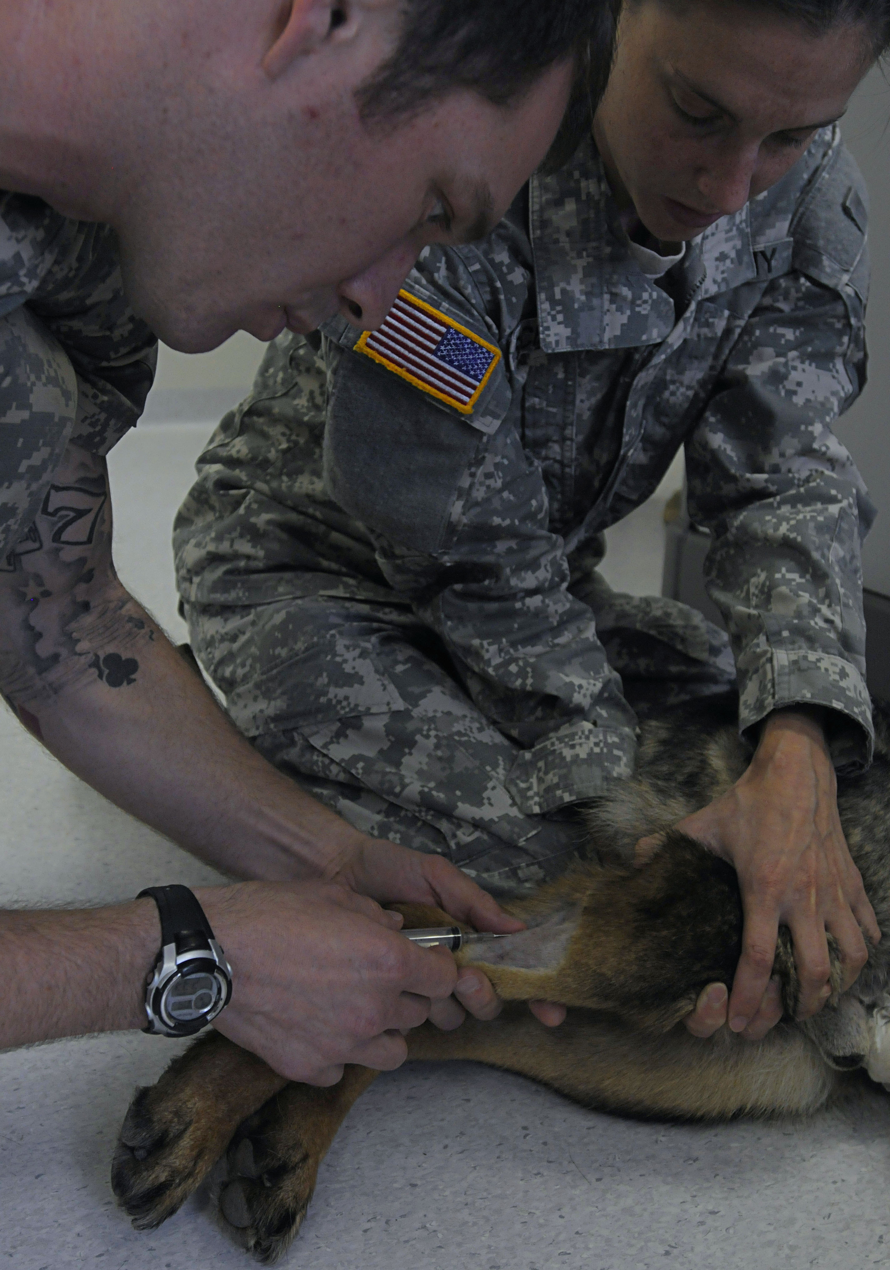 Veterinary adventures