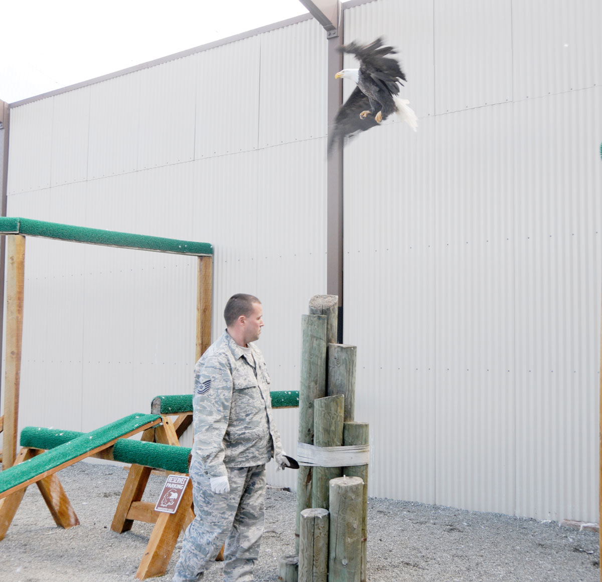 Yukla Memorial eagle pen offers a glimpse of Alaska > Joint Base ...