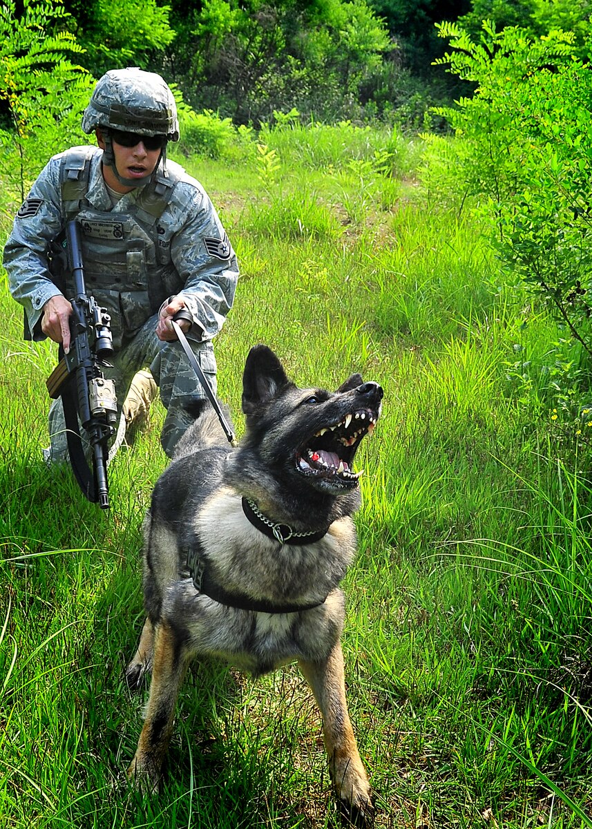 Security Forces K-9 unit practices real-world readiness drills > Osan ...