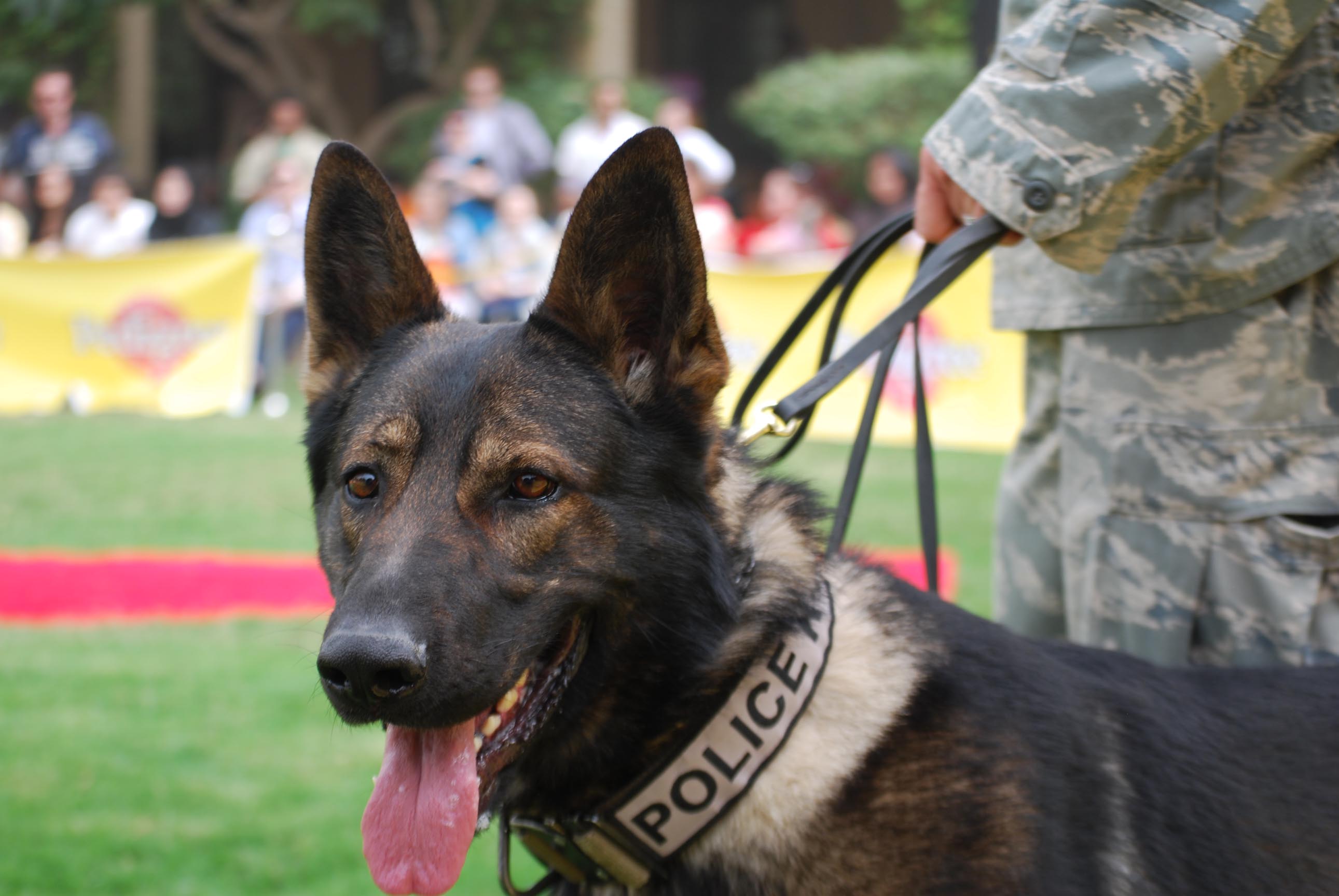 British Police Dog Handler