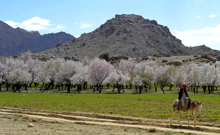 A tribal elder slowly rides by almond trees in bloom that line the ...