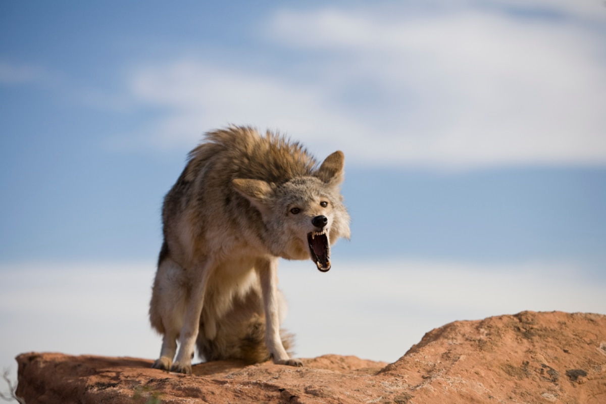 desert coyotes