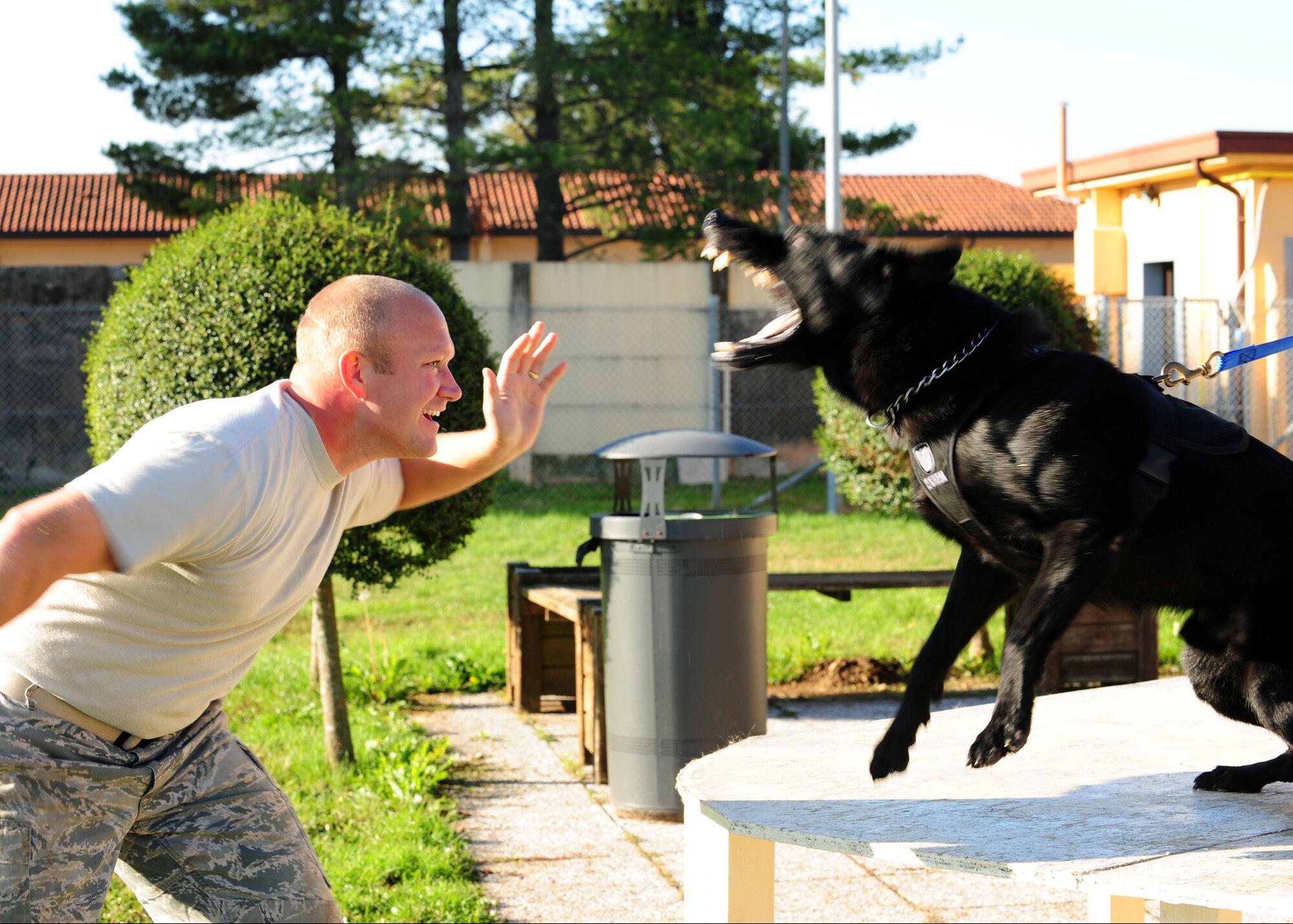 Military Working Dogs: Trained to protect > Aviano Air Base > Display