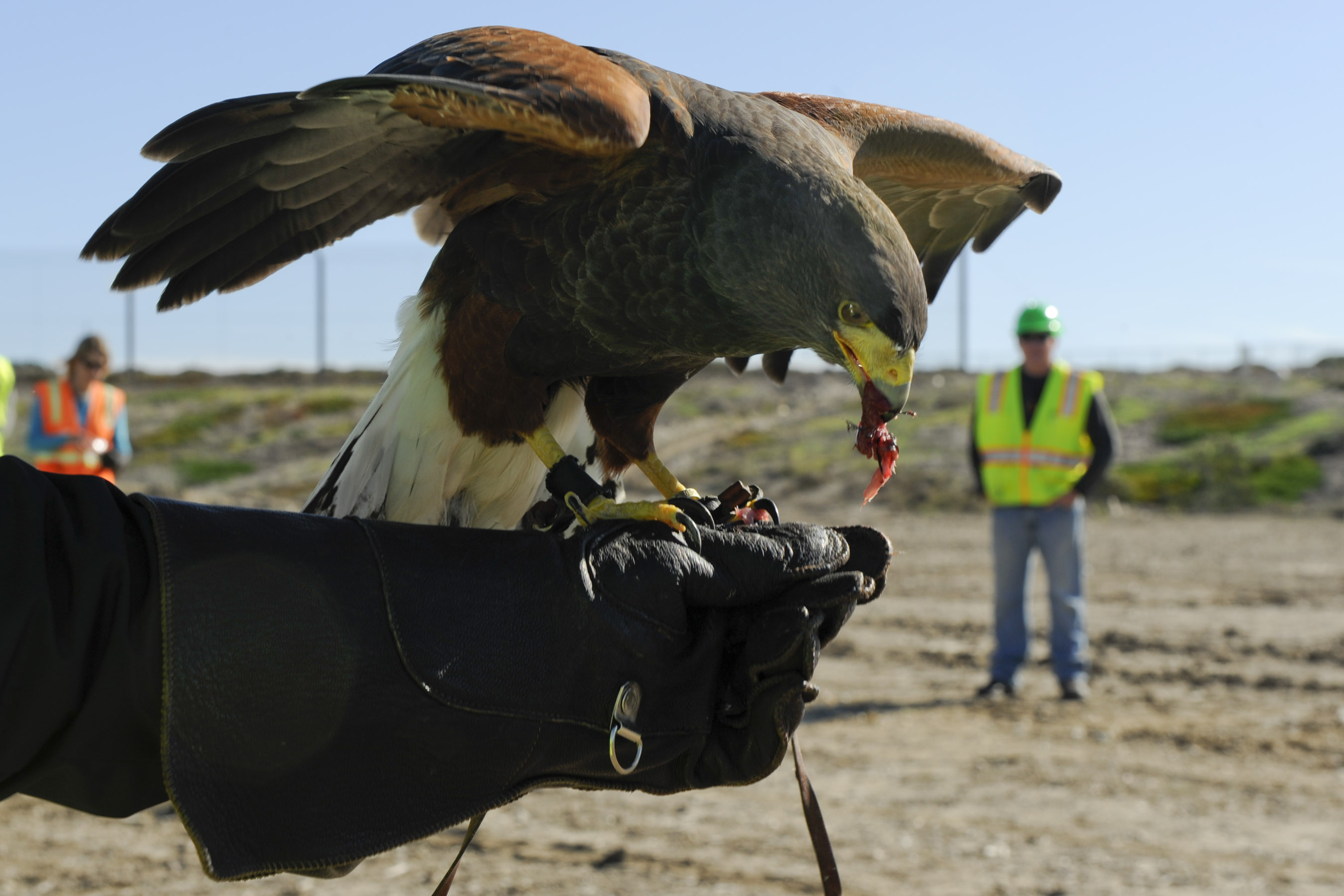 Avian vs. predator > Vandenberg Space Force Base > Article Display