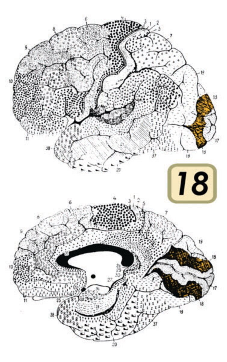 Researchers Identify Path to Emulate Visual Cortex V1 and V2 Layers ...