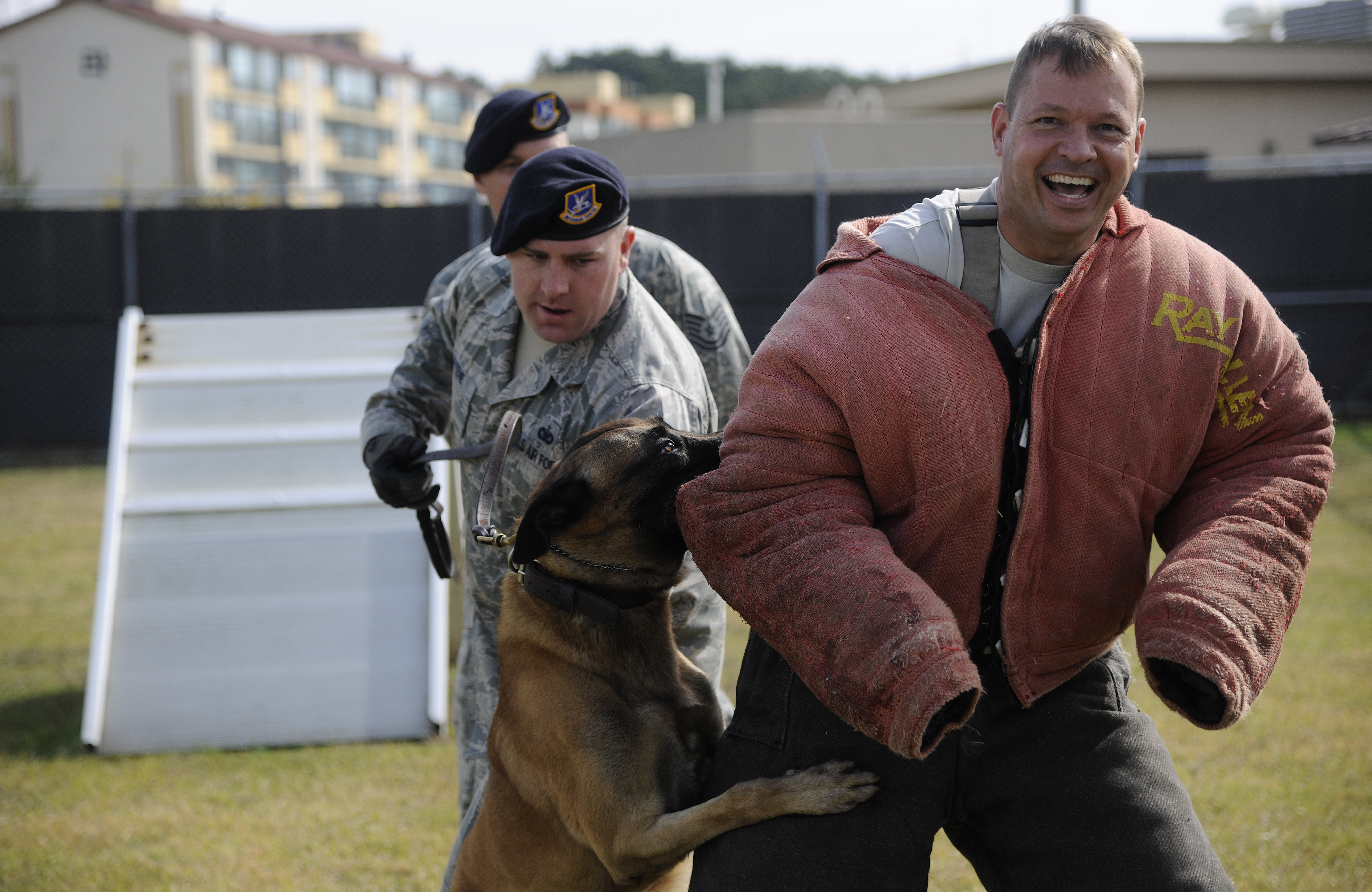Once bitten: Wing leaders attacked during K9 training > Kunsan Air Base ...