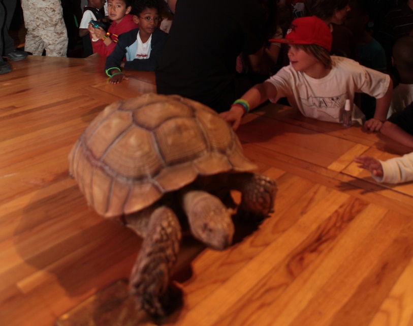 SeaWorld Animal Show makes splash during Month of the Military Child ...