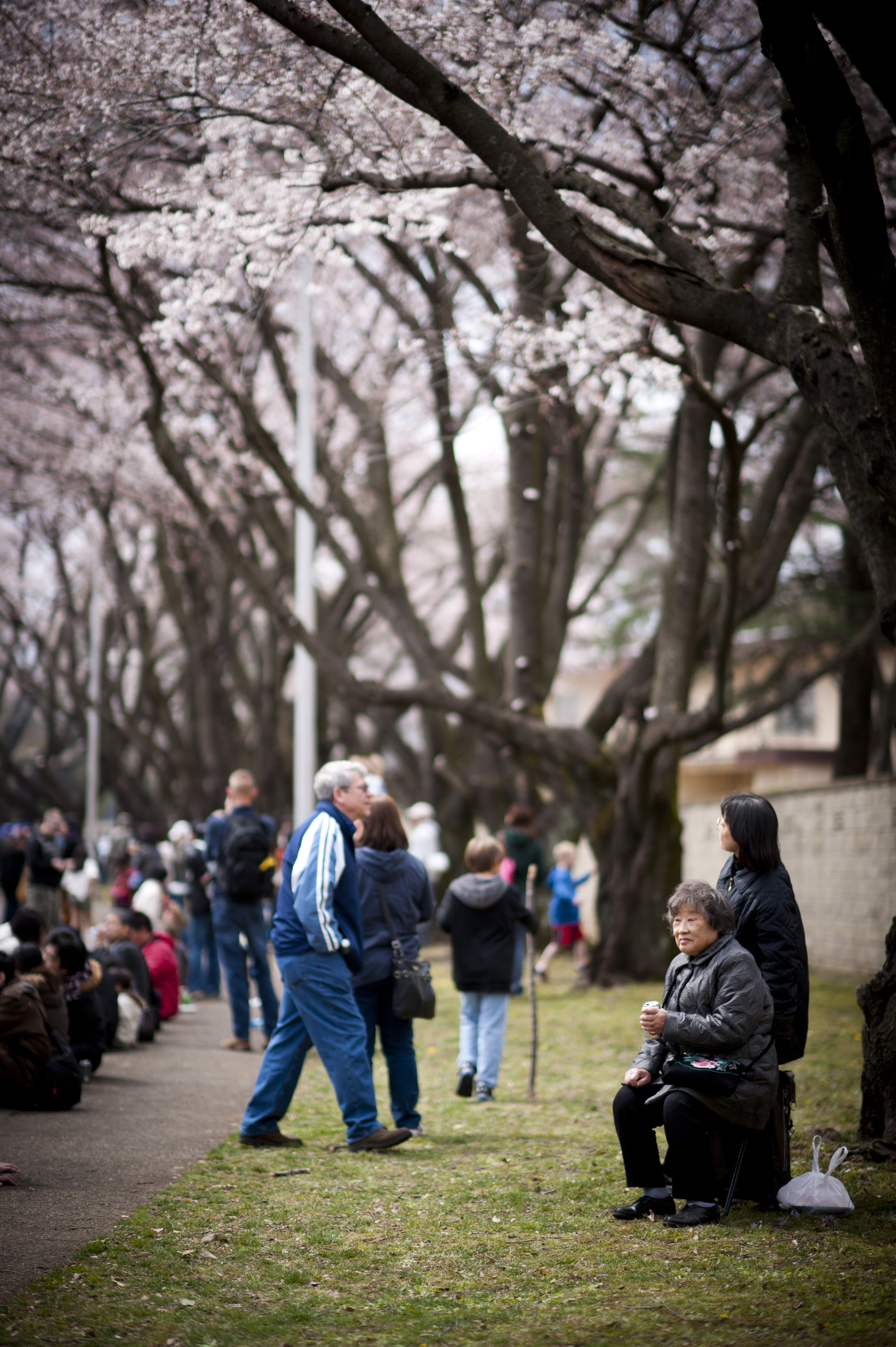Sakura Walk 2012