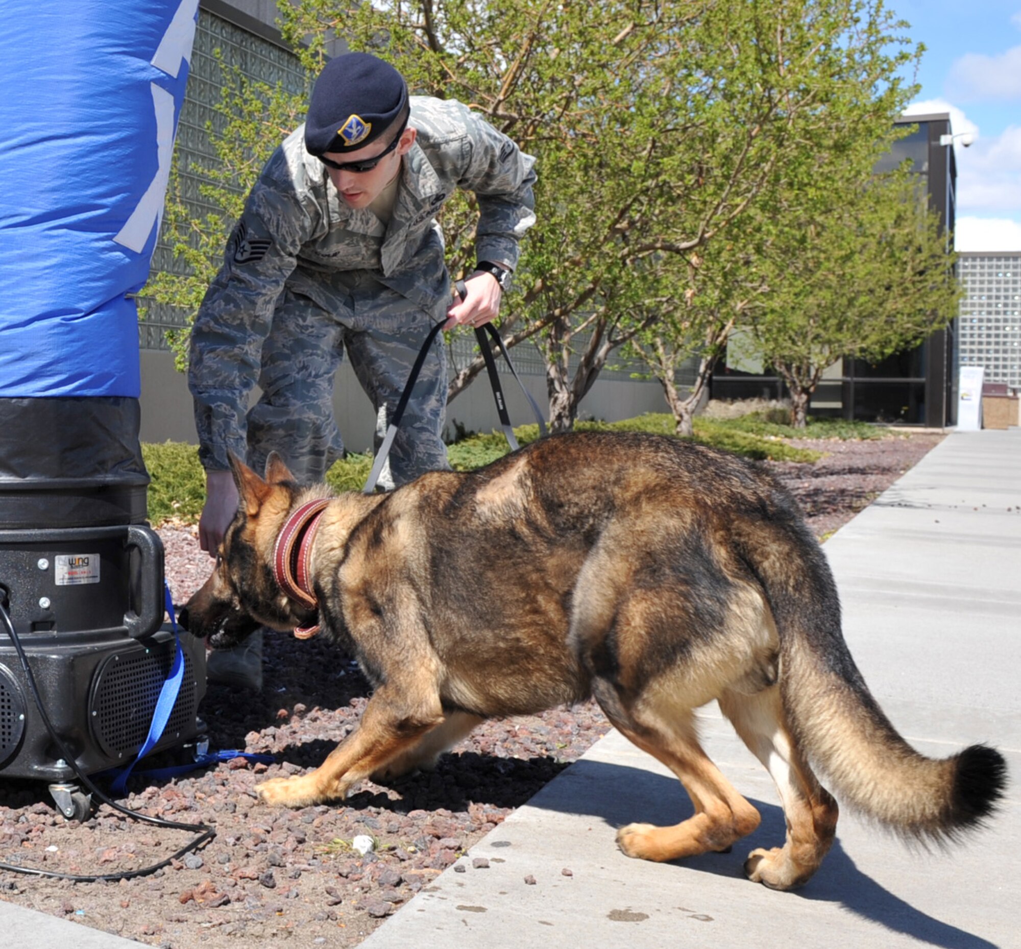 How Much Does It Cost To Train A Drug Dog